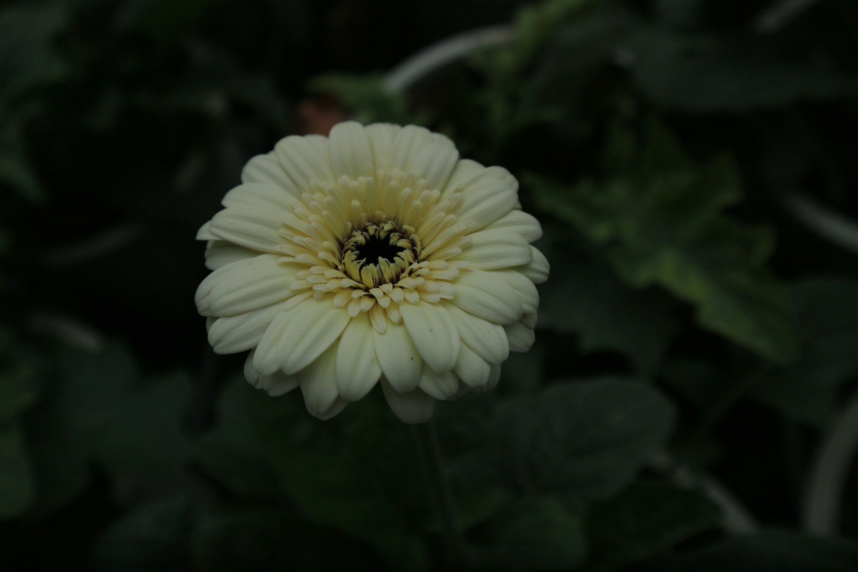 Cream Gerbera in a Velvet Shadow