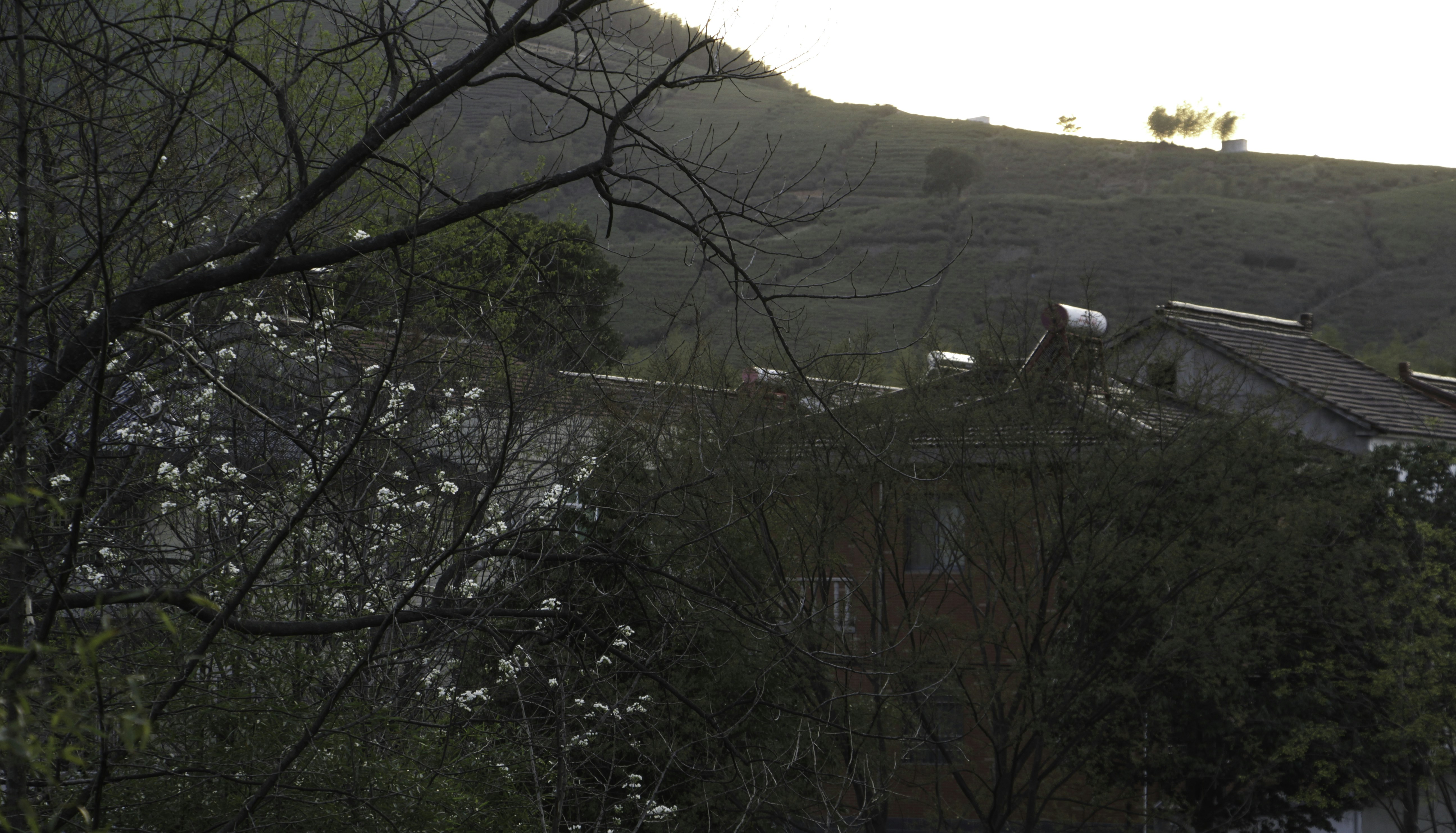 Houses sit below a tree-covered hillside. photo – Free Forest Image on ...