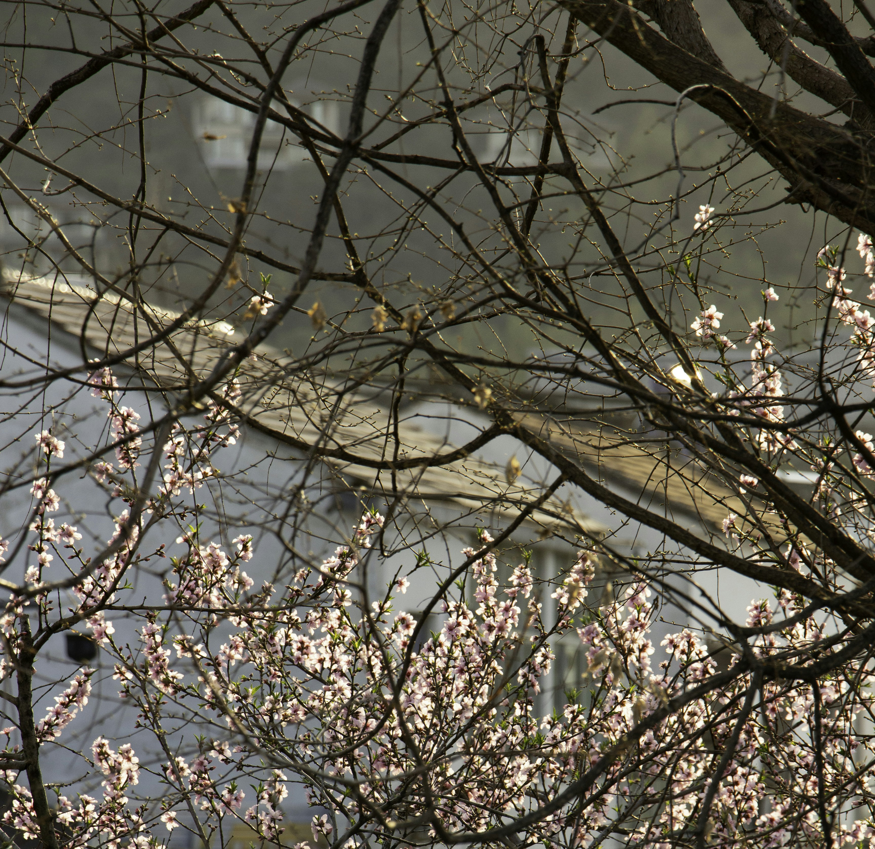 Foto Cabang-cabang pohon berbunga membingkai rumah. – Gambar Bunga ...