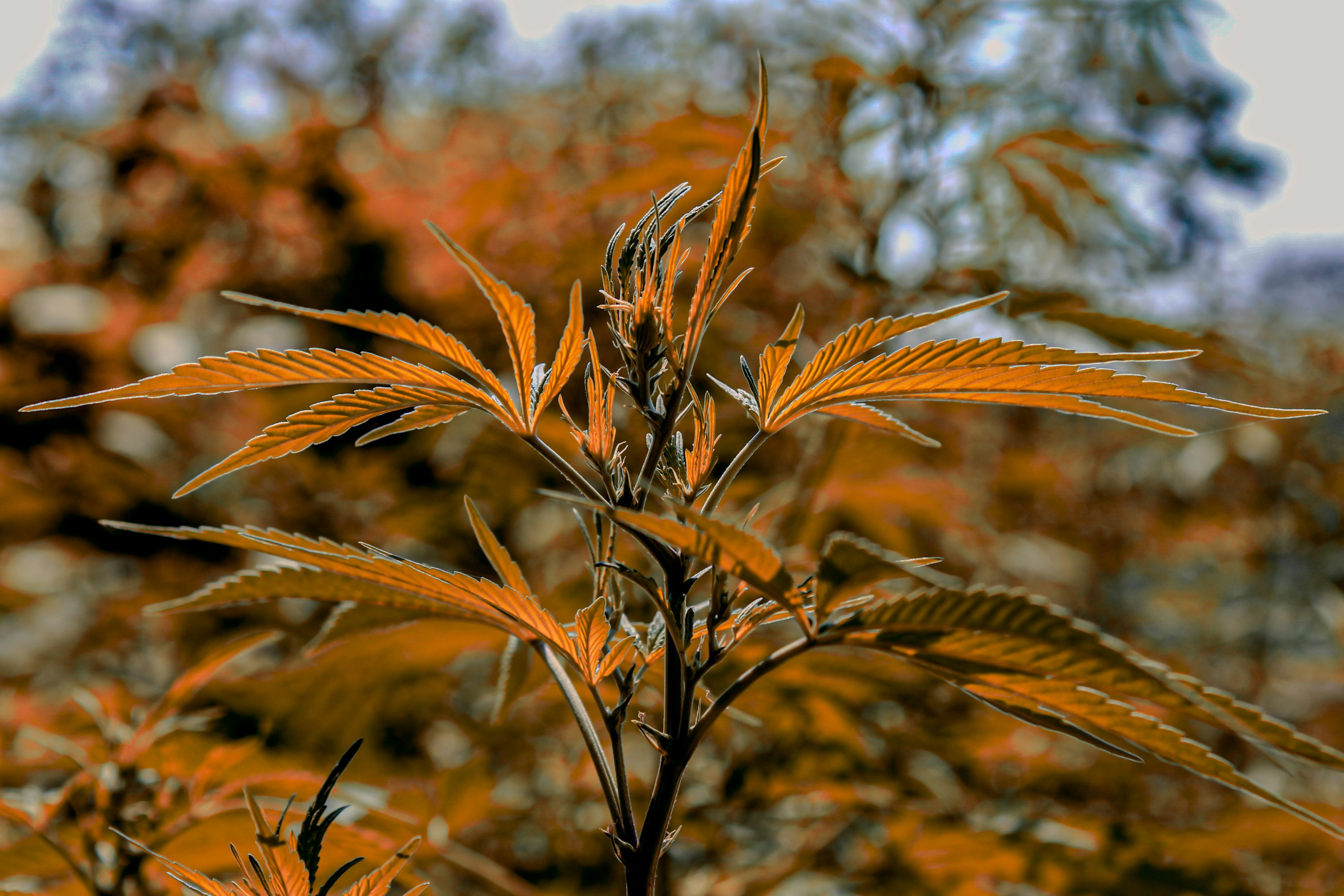 Autumnal Whispers: Nature's Subtle Palette