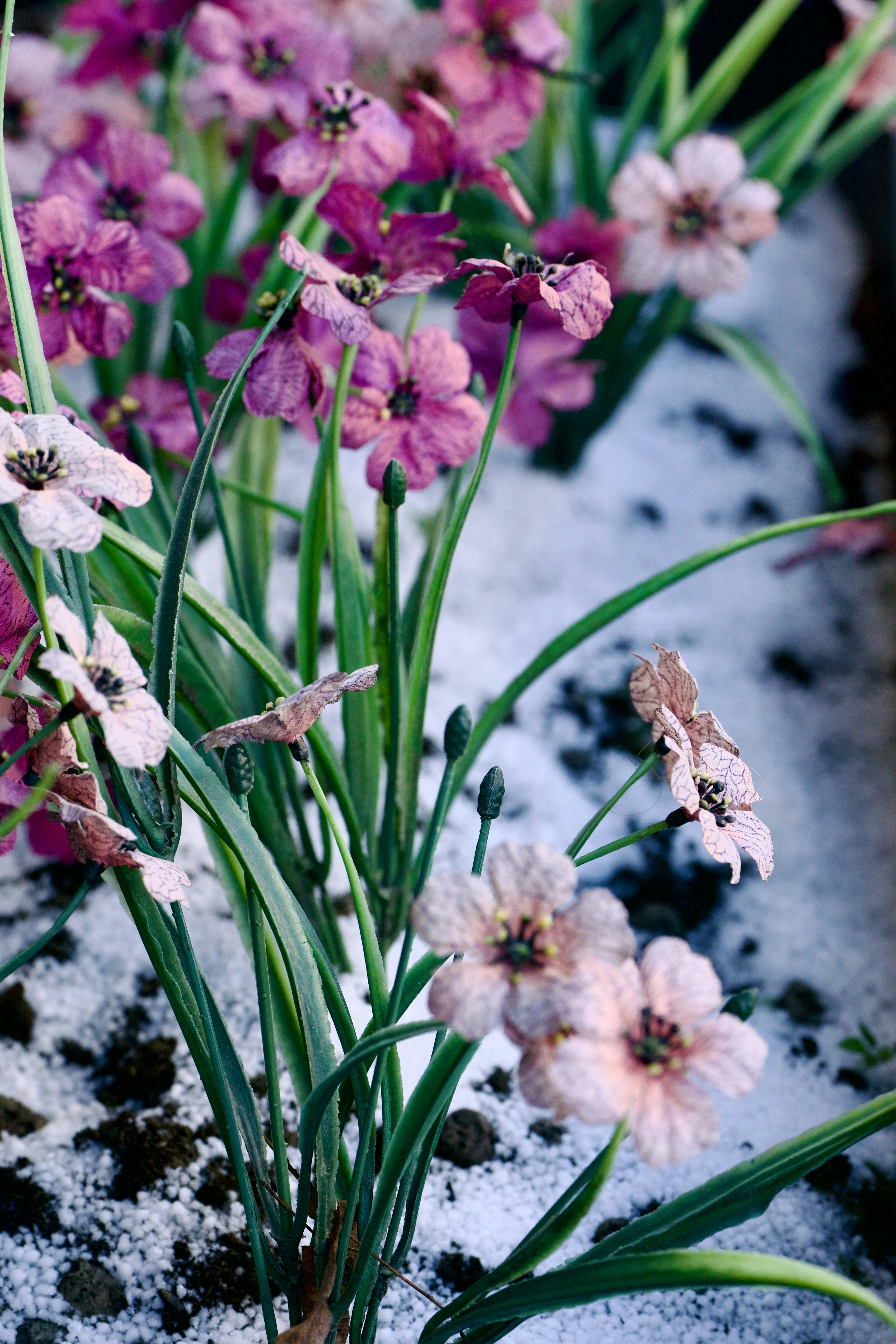 Frost-kissed Pink Dianthus Rise Through Winter Snow