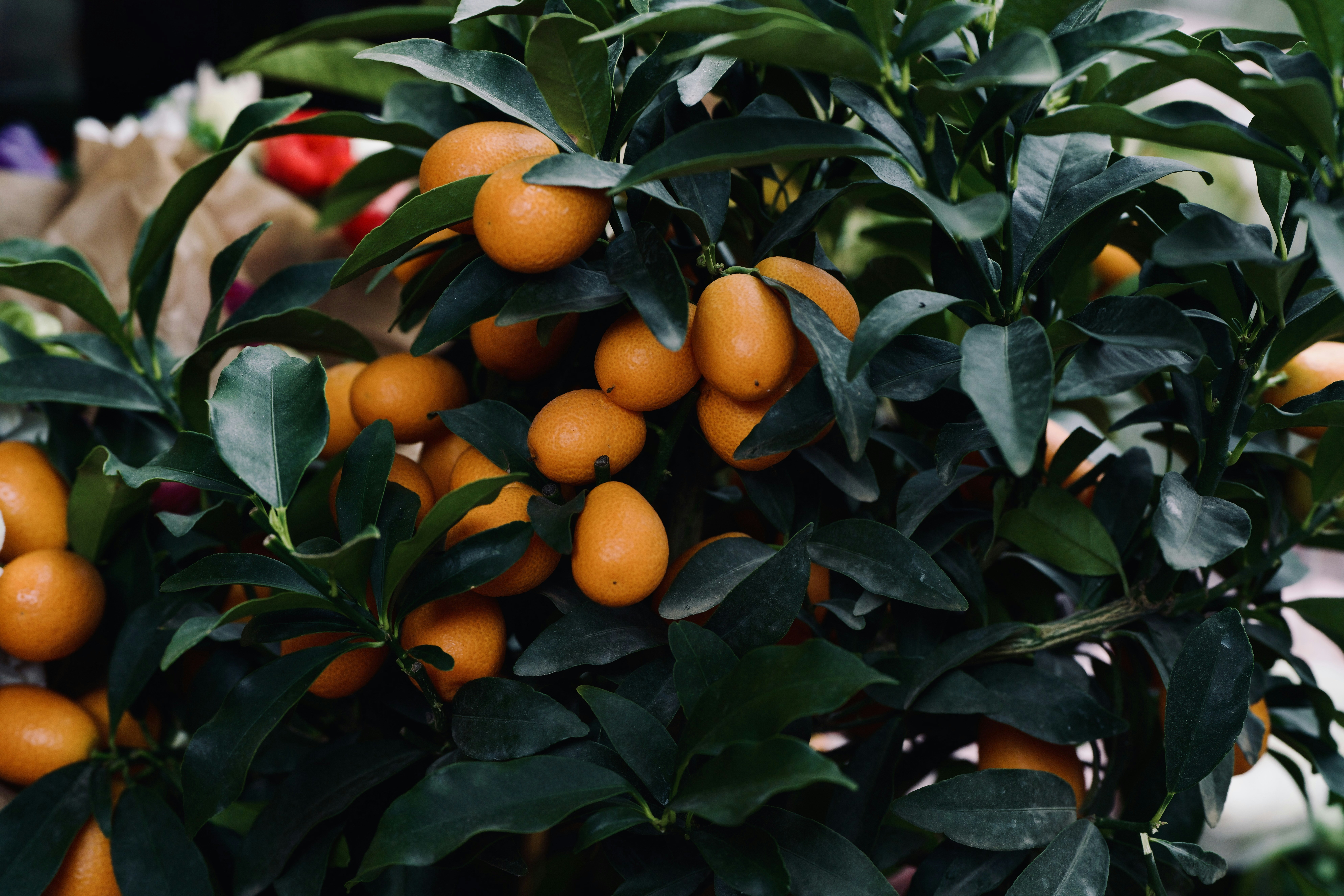 Cluster of ripe oranges nestled among lush green leaves.