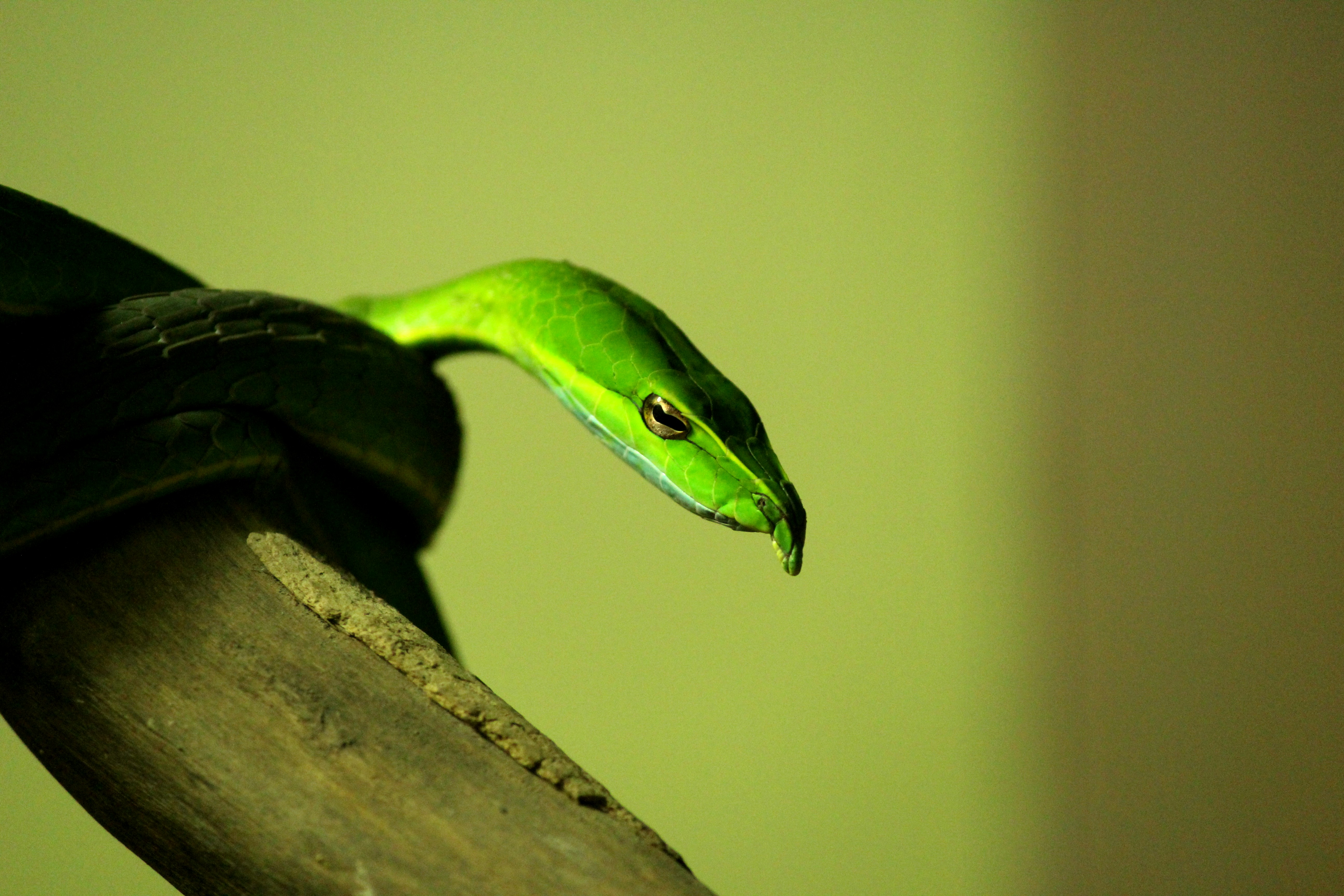 Close-up of a green snake poised on a branch, showcasing its vibrant coloration and keen expression.