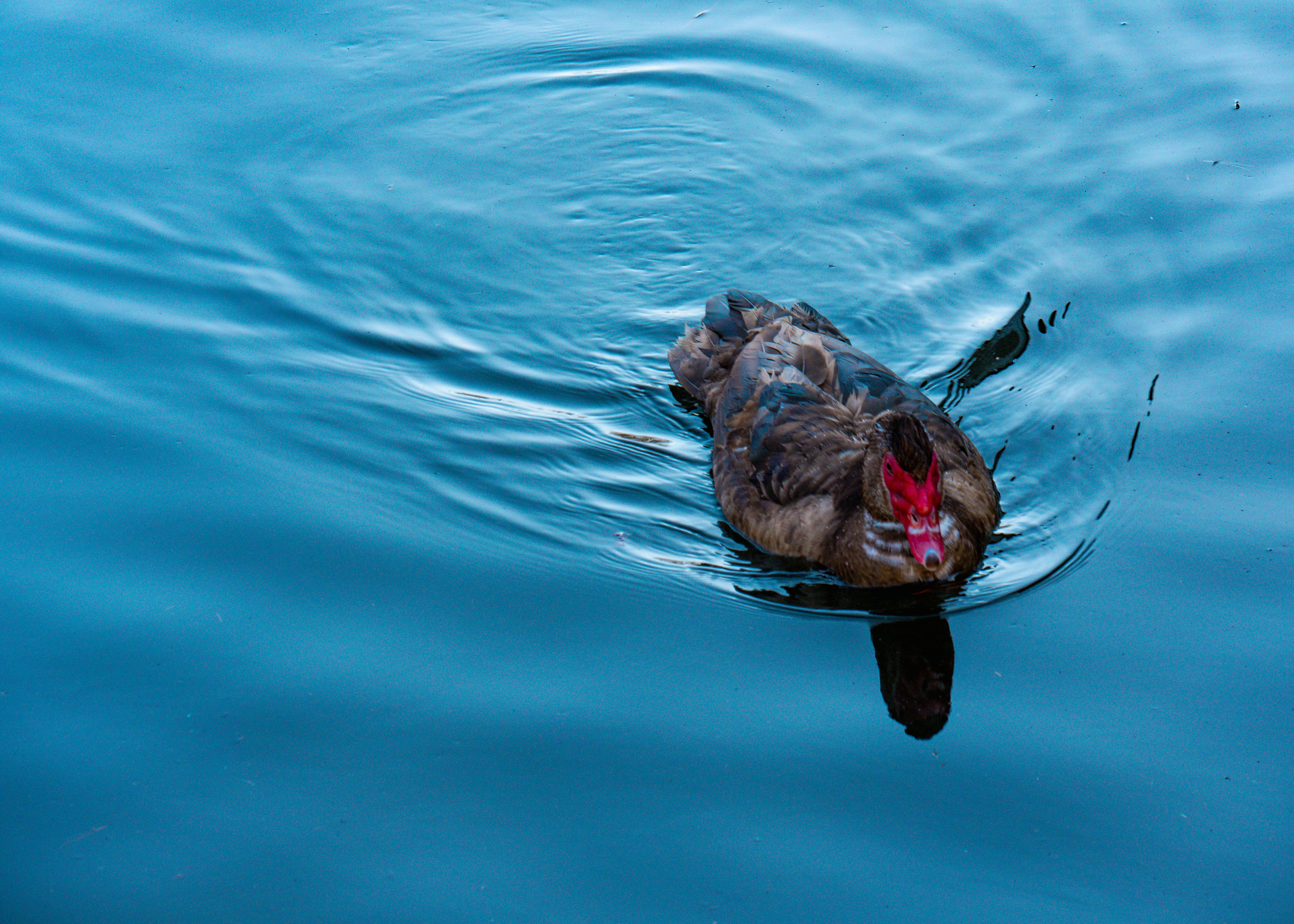 Red-billed Duck Slices Through Calm Blue Reflections