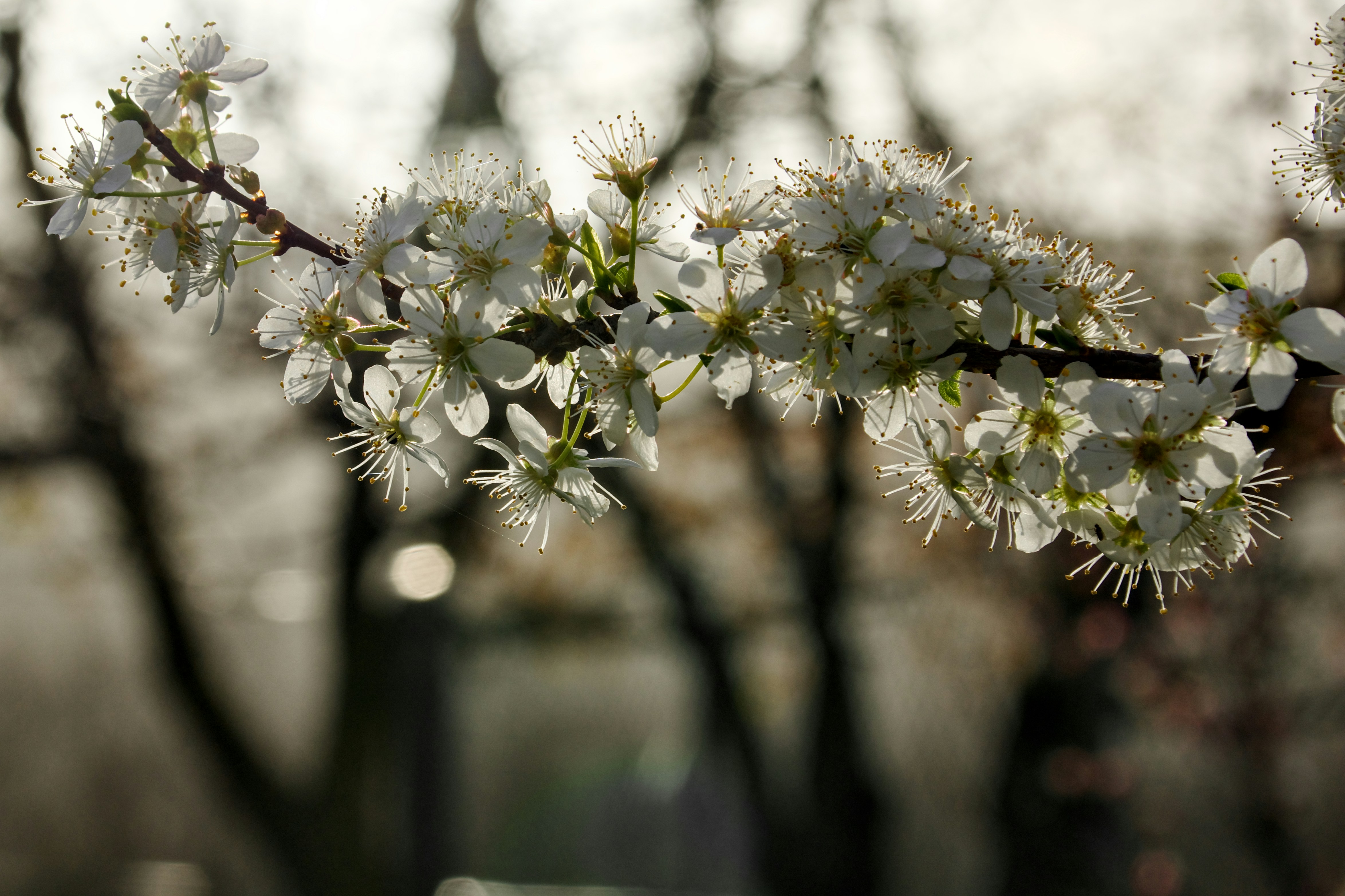 Backlit White Blossoms on a Quiet Branch: A Close-Up of Early Spring