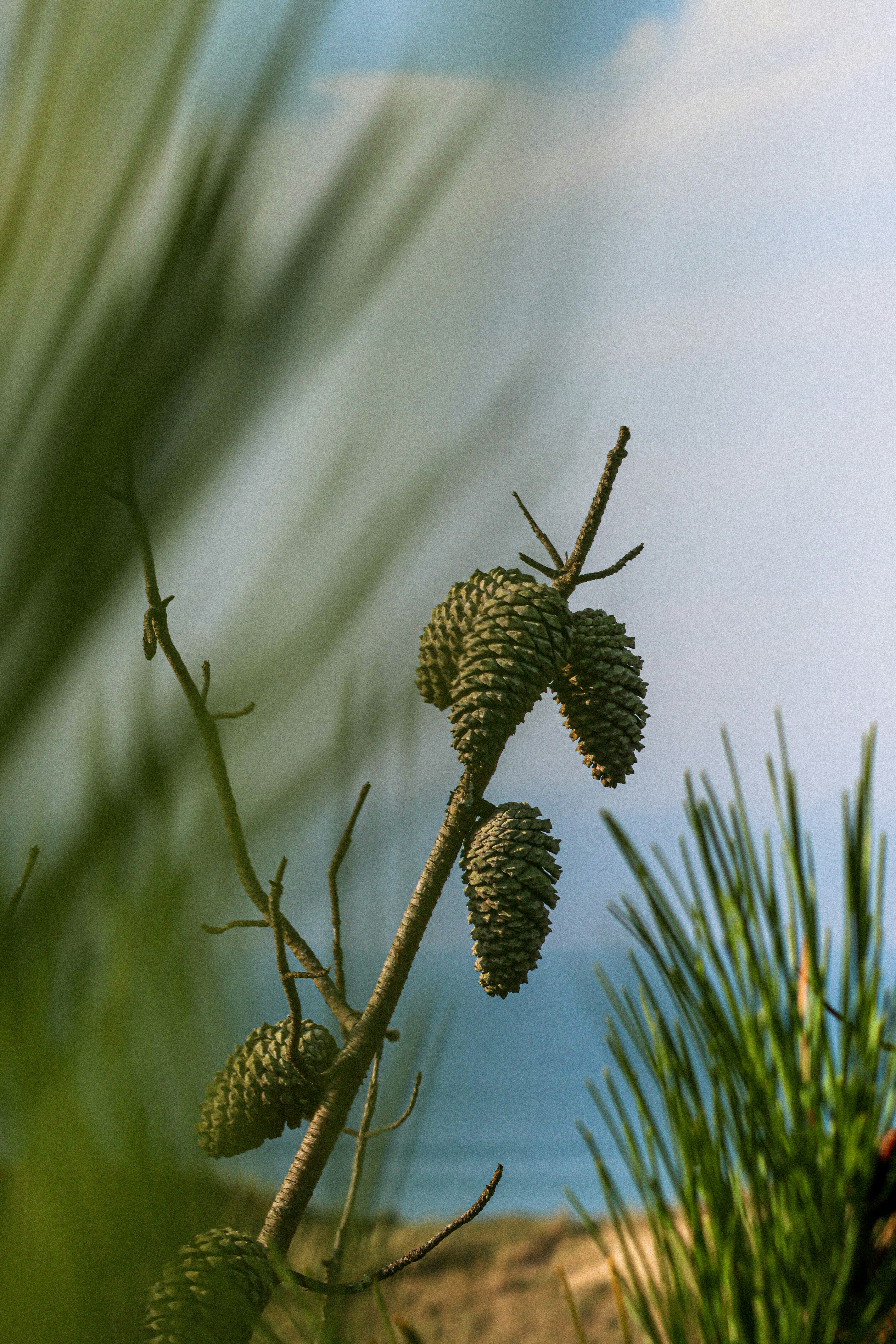 Whispering Pines by the Sea