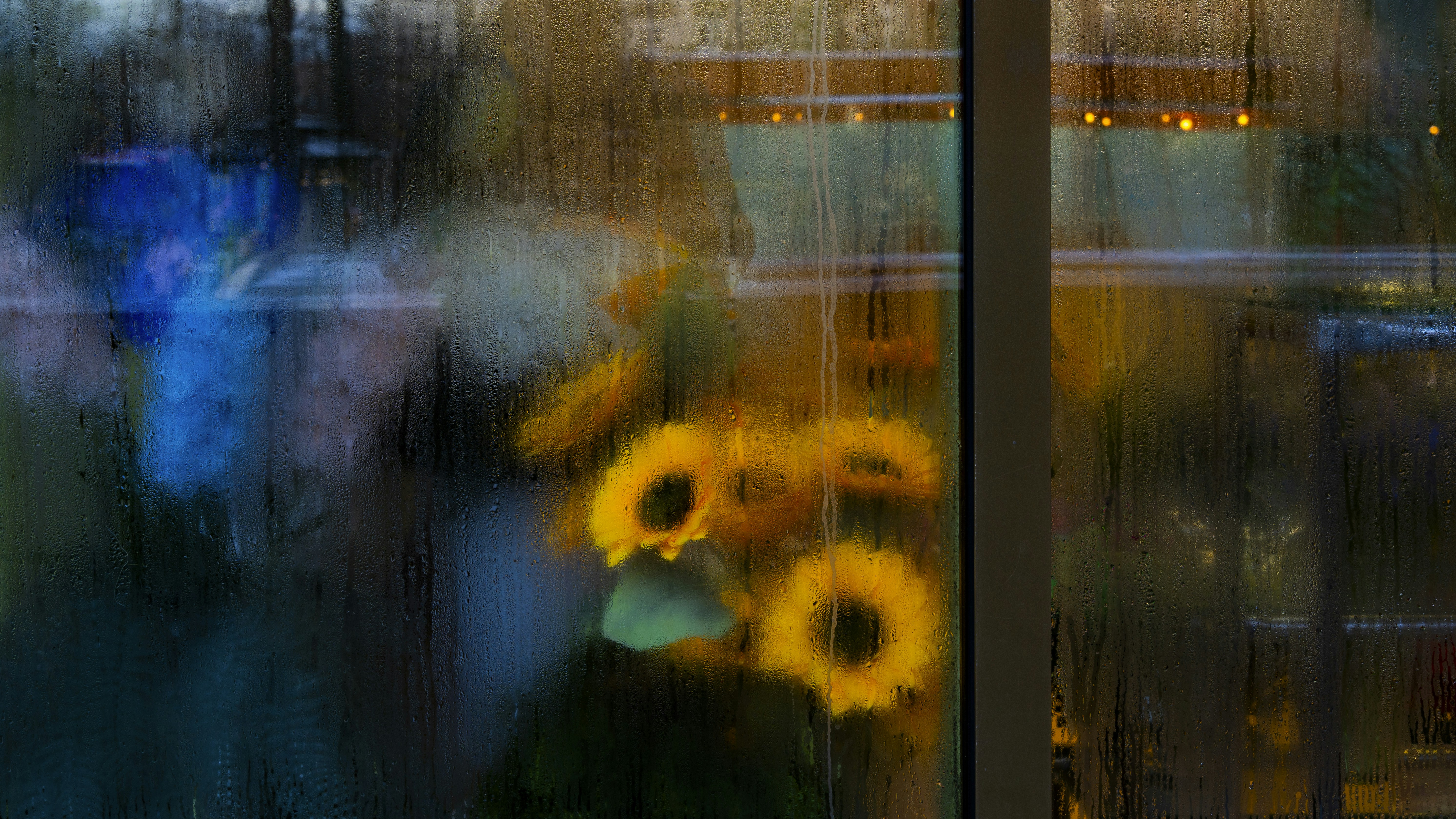 Sunflowers are viewed through a rainy window. photo – Free Flower Image ...