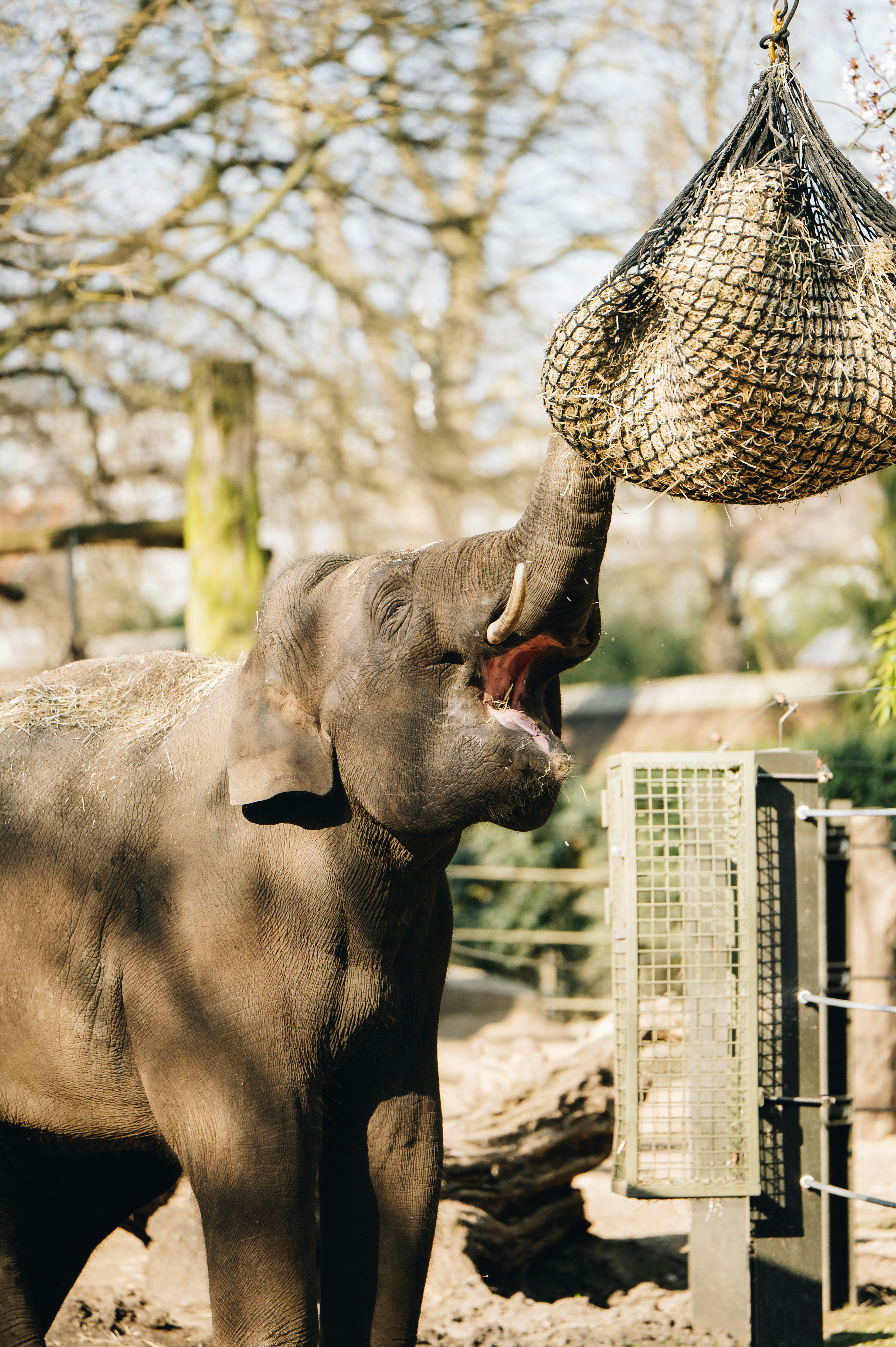 Trunk Tug at a Hanging Feeder: A Sunlit Elephant Feeding Moment