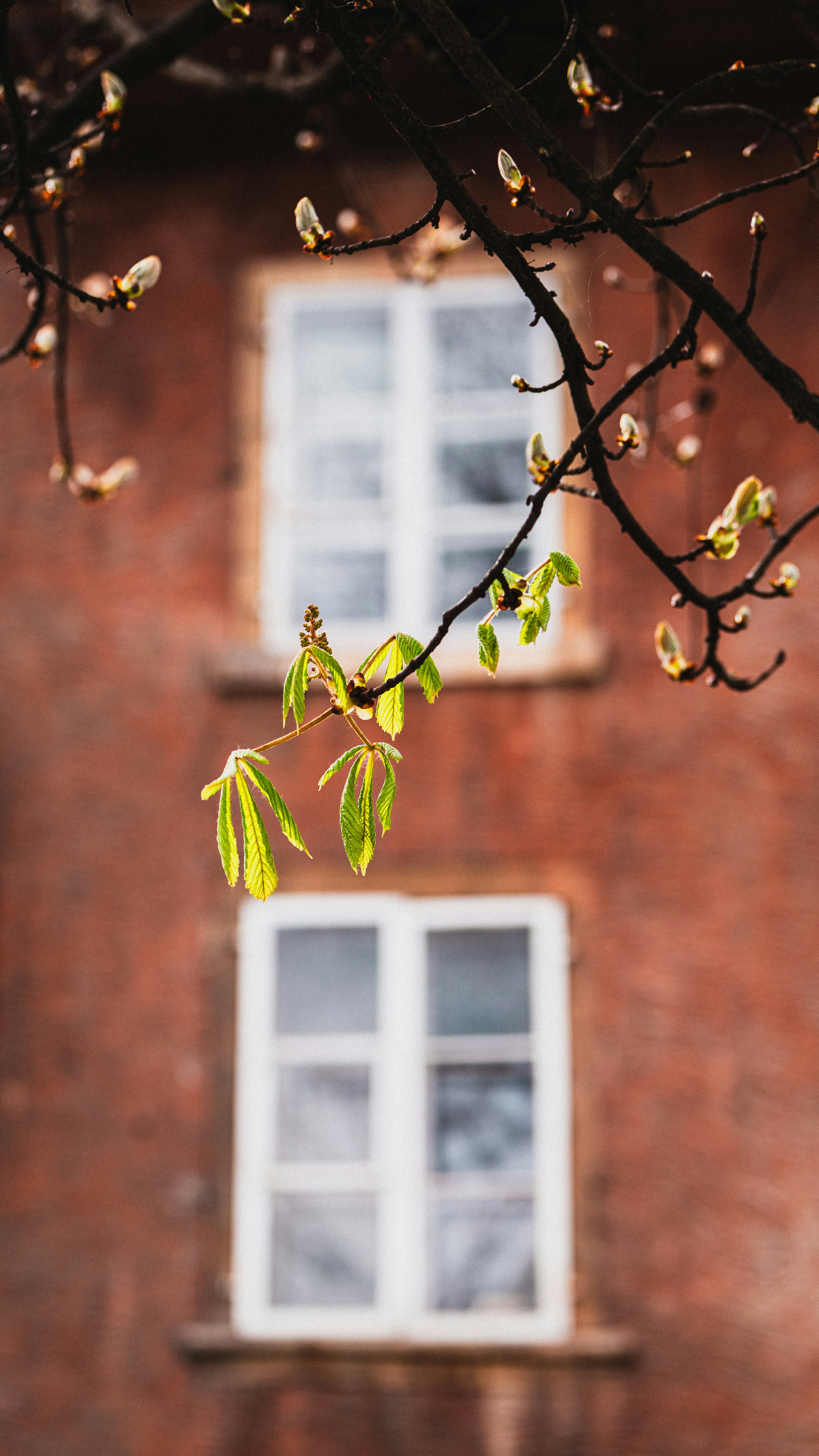 Fresh Spring Vein: New Leaves Against a Brick House Backdrop