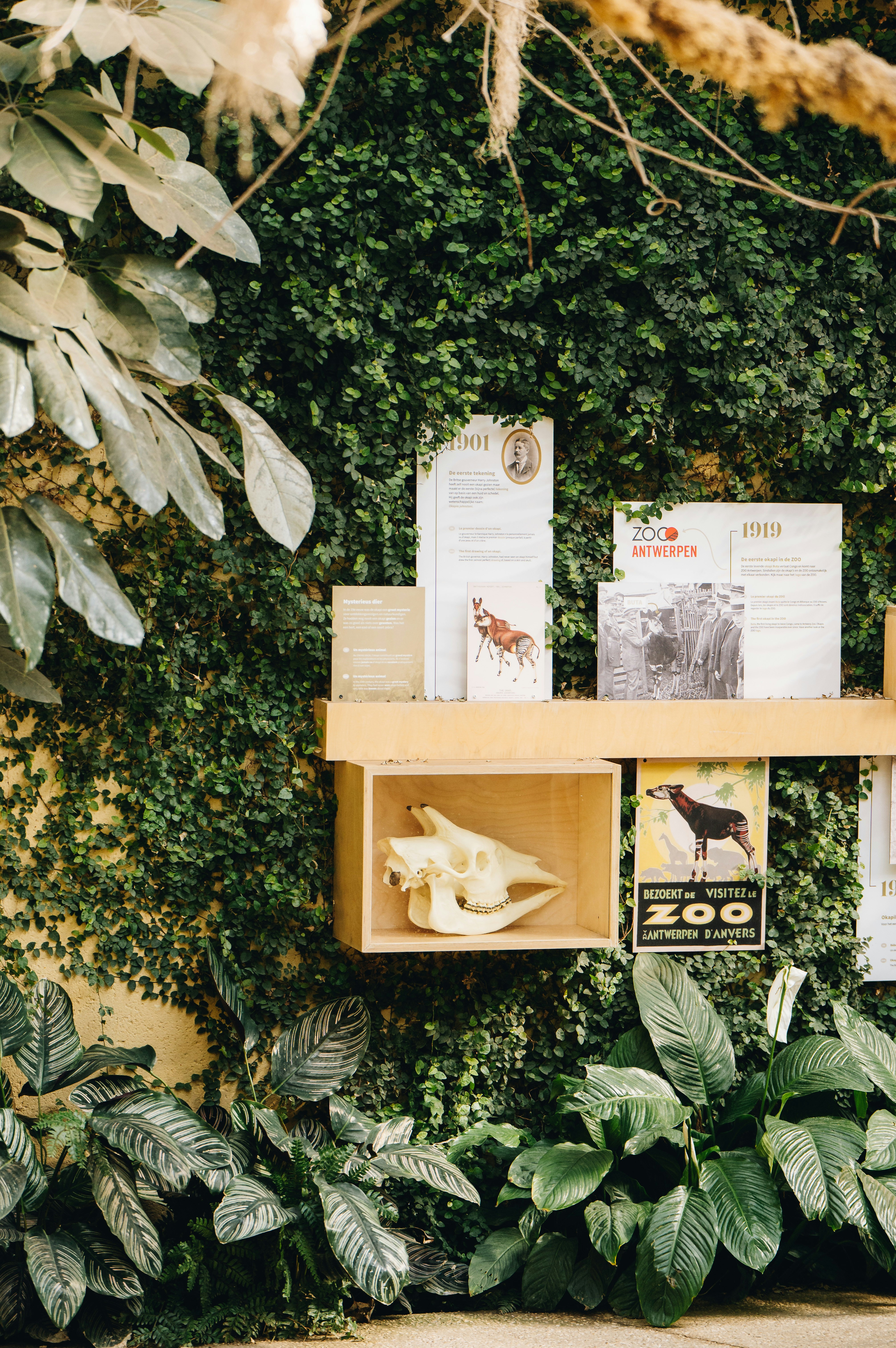Verdant Archive: Animal skull and wooden rail amid ivy and informational posters