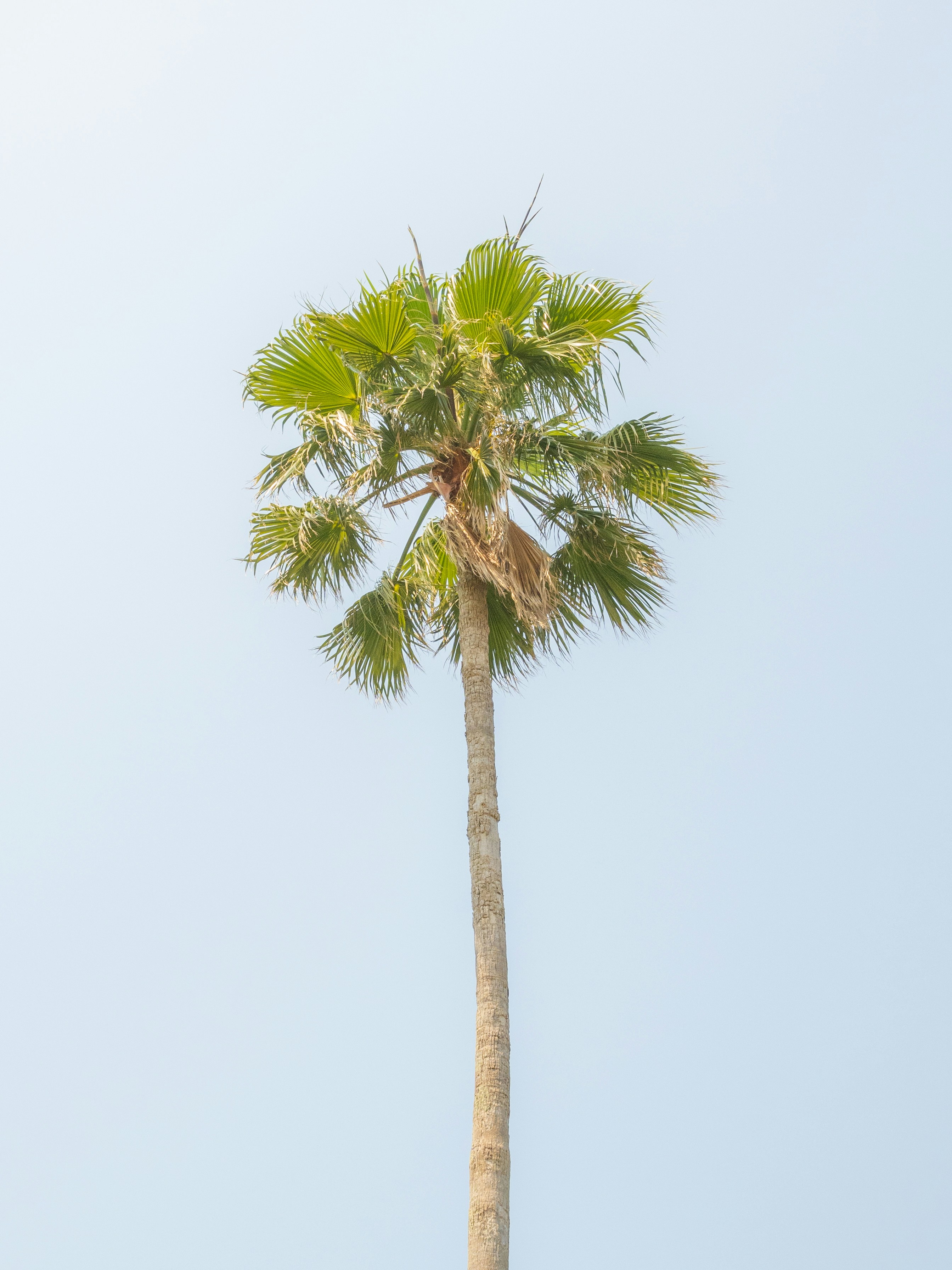 A palm tree stands tall against a light blue sky. photo – Free Plant ...