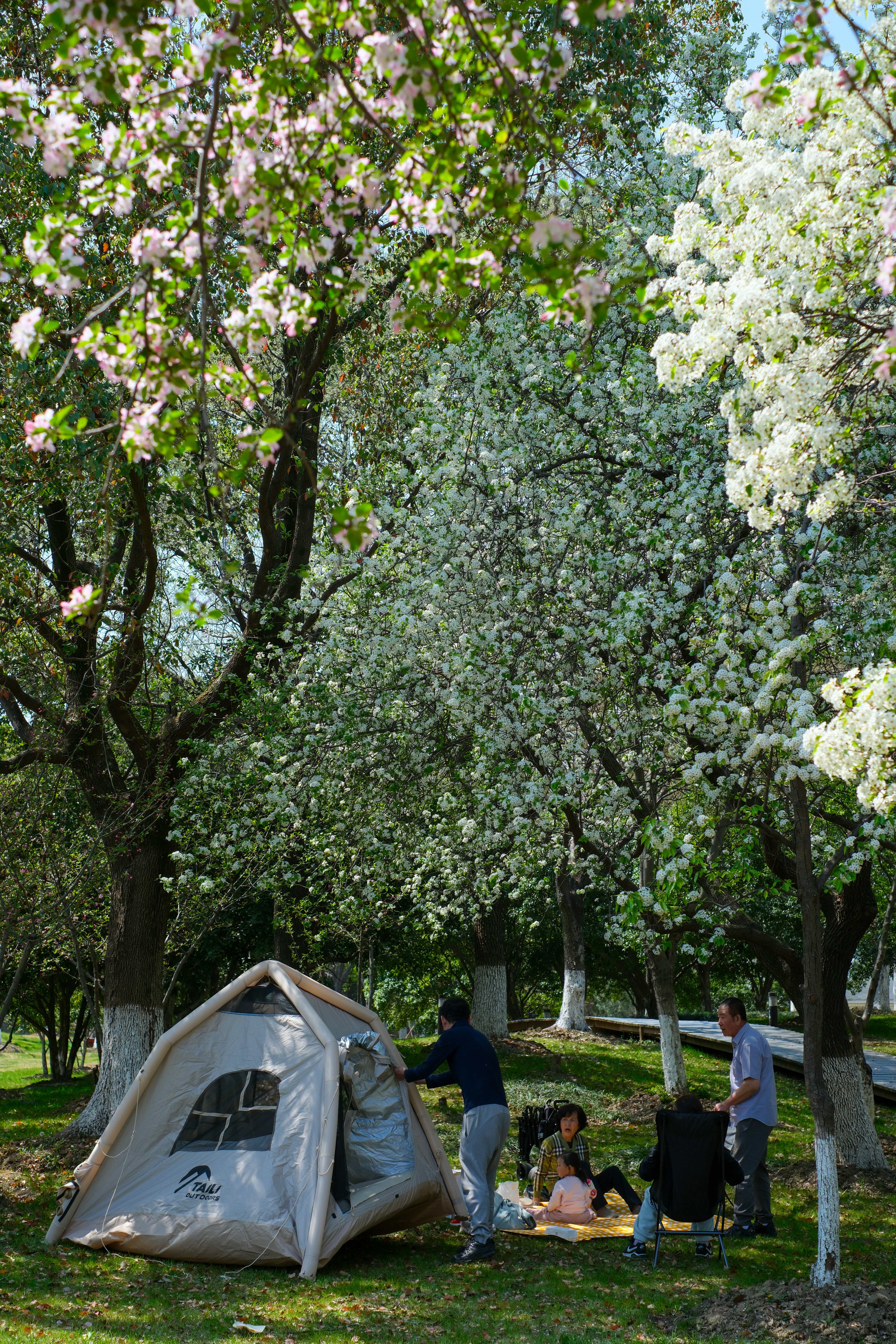 Sunlit Orchard Picnic: Family Beneath Blooming Trees