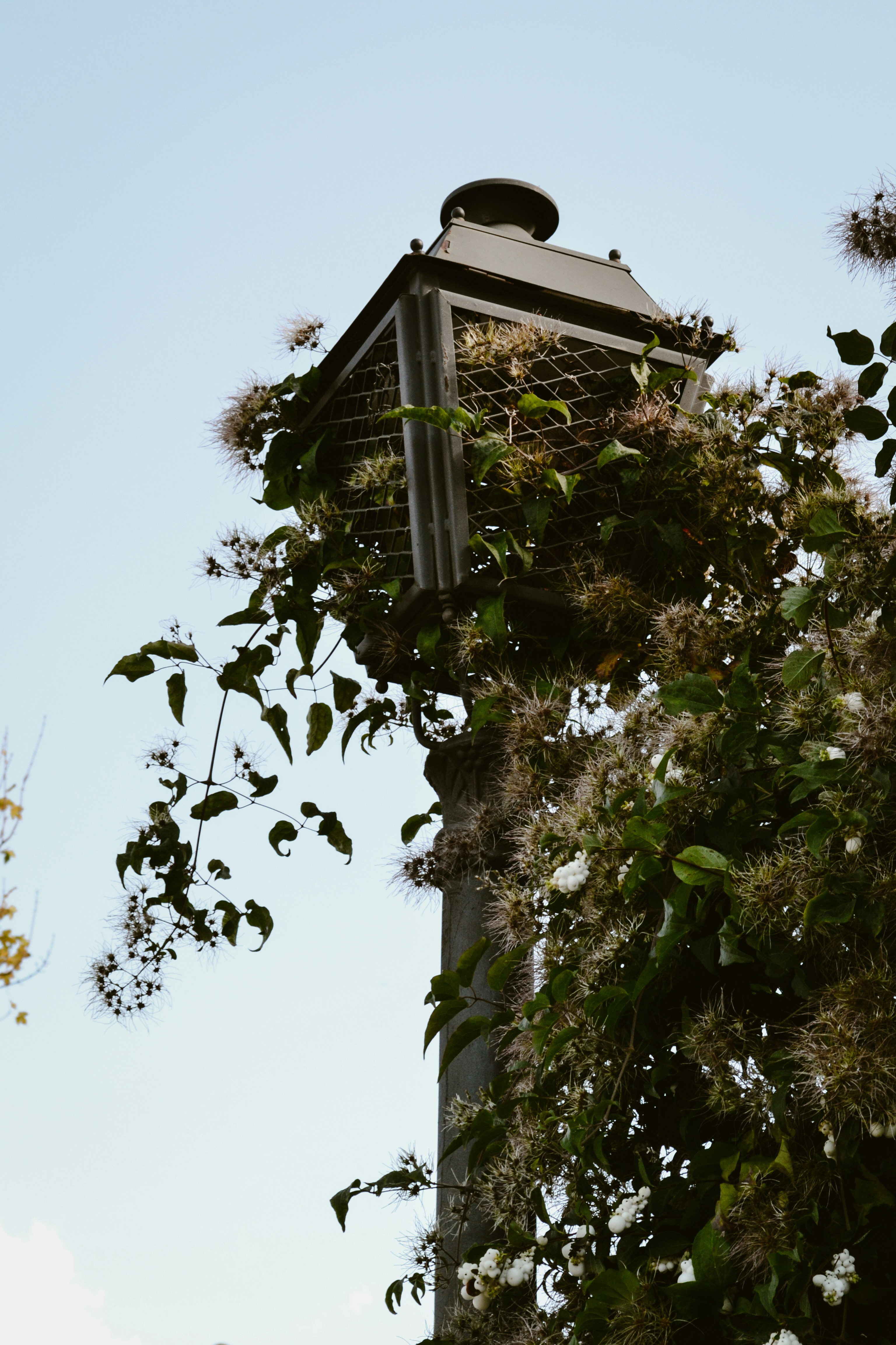 An overgrown lamp post reaches towards the sky. photo – Free Wallpaper ...