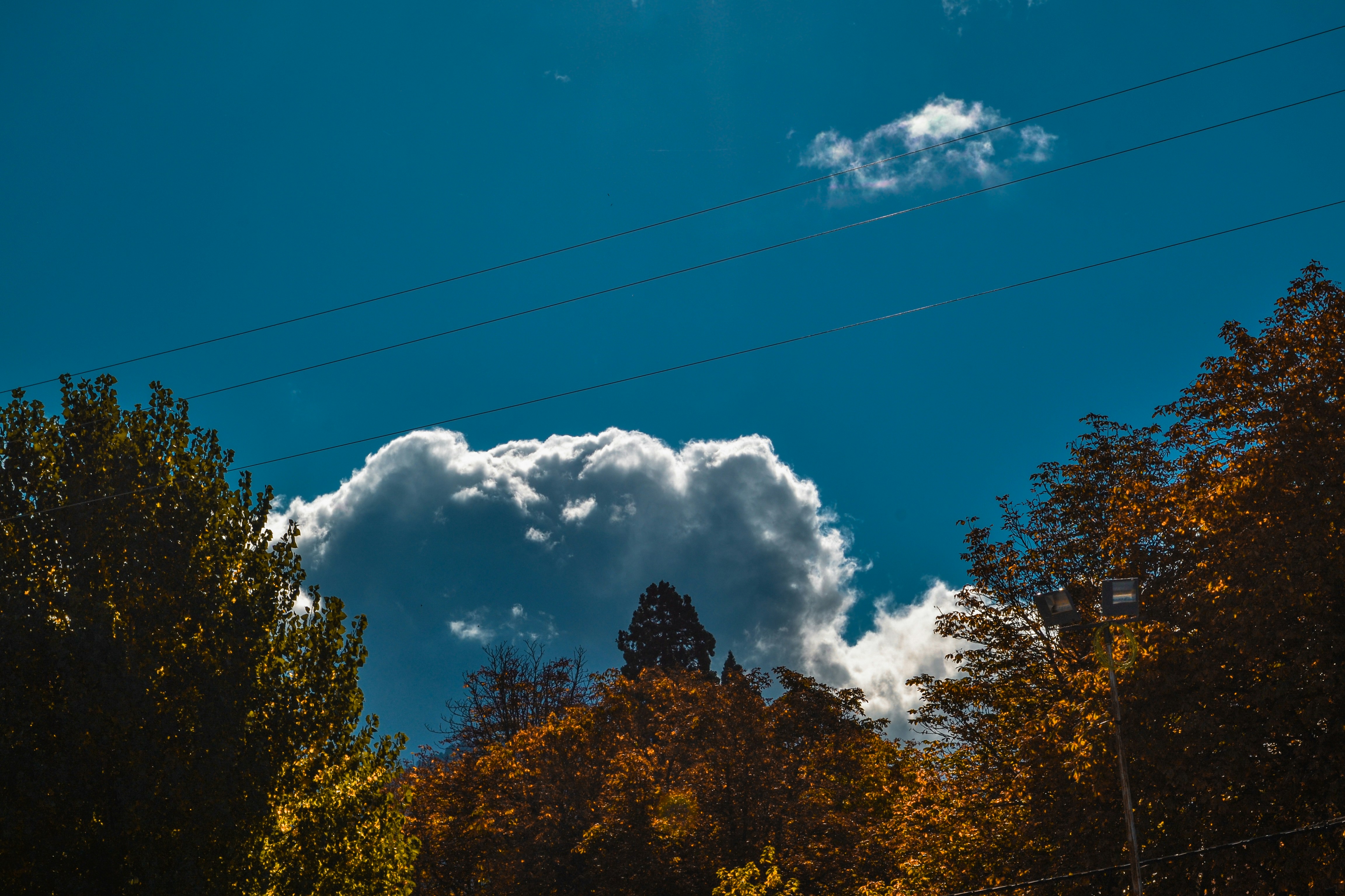 Clouds float above trees and a bright blue sky. photo – Free Wallpaper ...