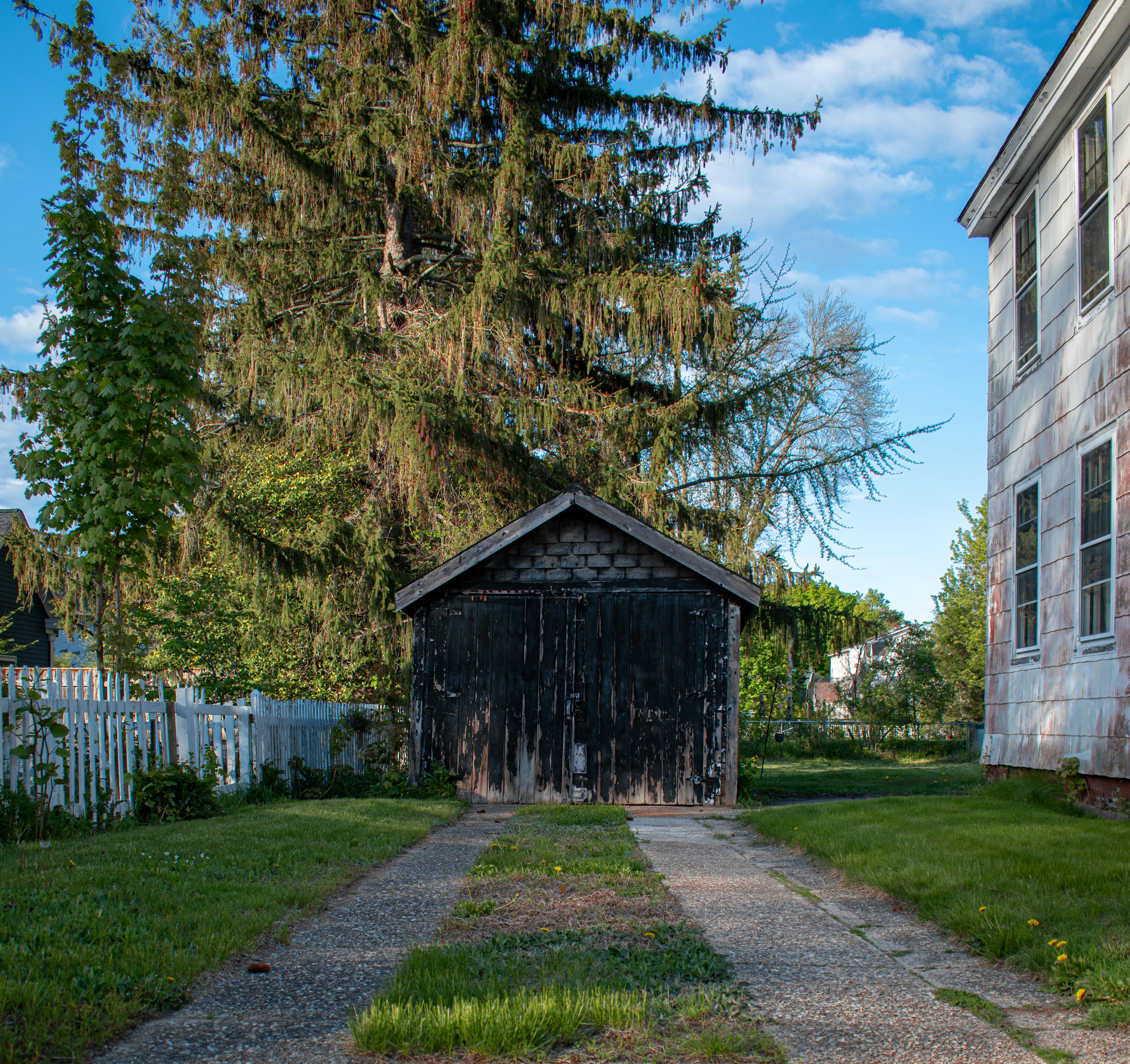 A weathered black shed stands at the end of a gravel path, flanked by lush greenery and a white picket fence, under a bright blue sky.