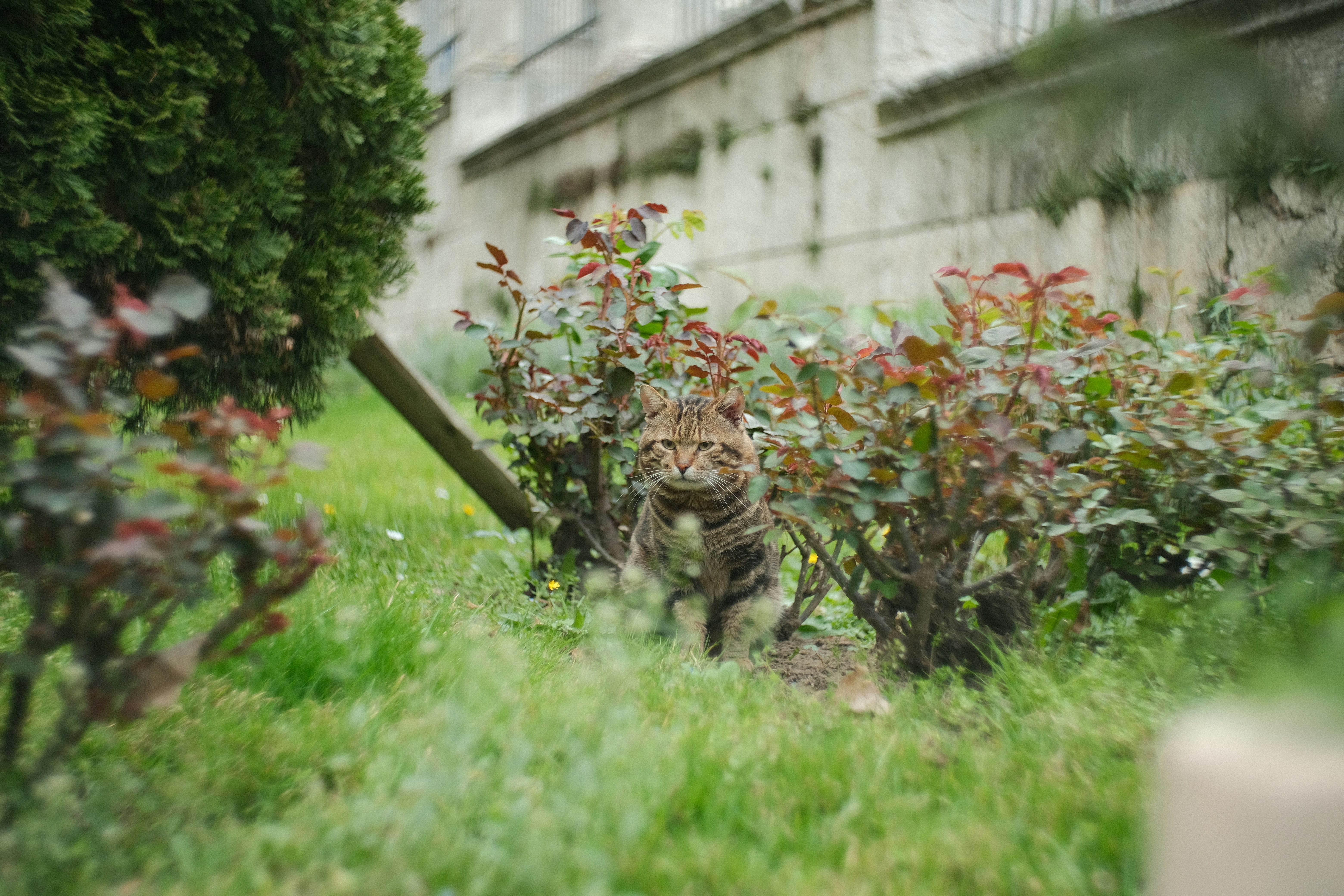 A cat peeks from behind bushes in a garden. photo – Free Flower Image ...