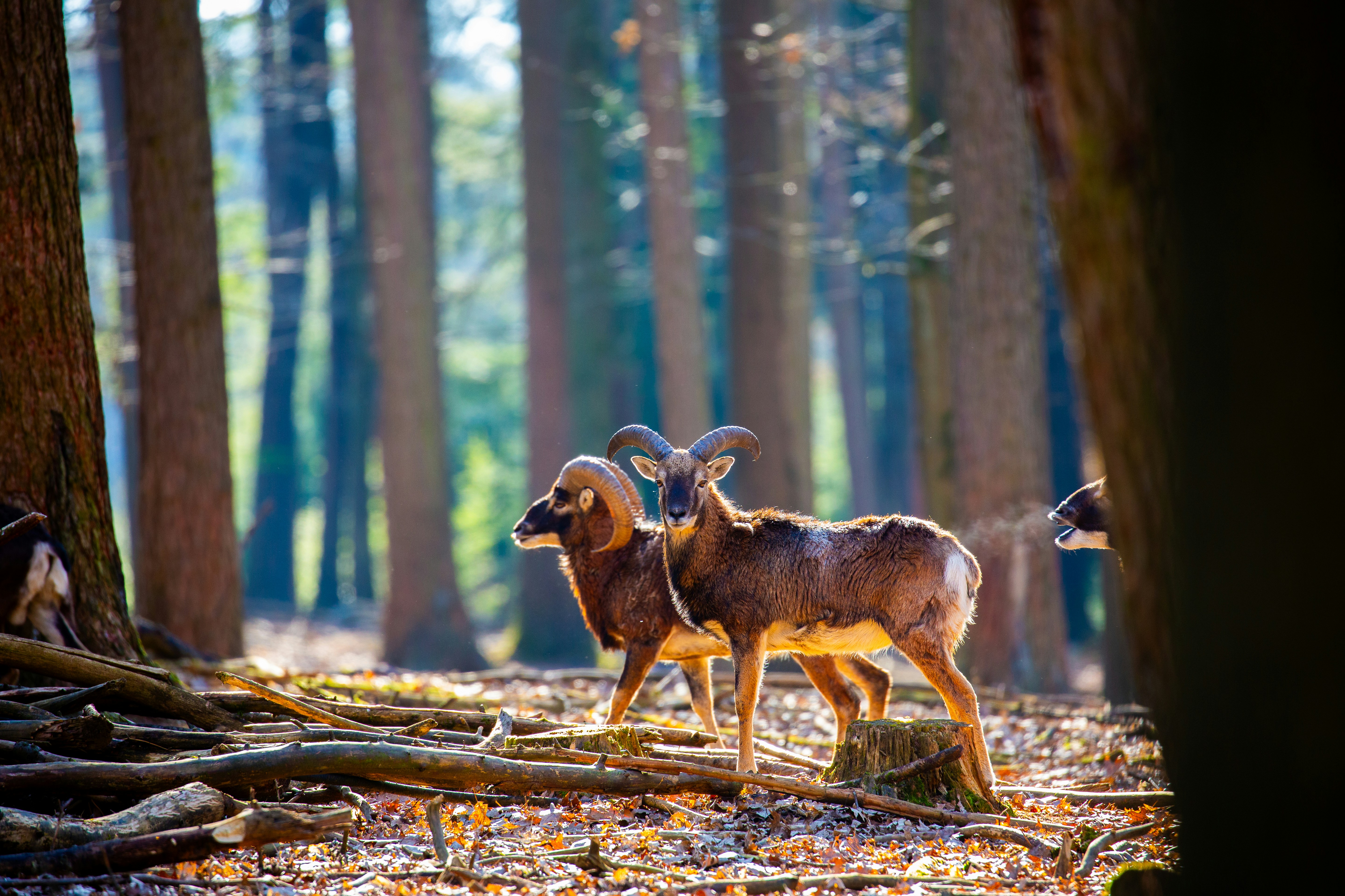 Dappled Quiet: A Pair of Roe Deer in a Sunlit Pine Forest