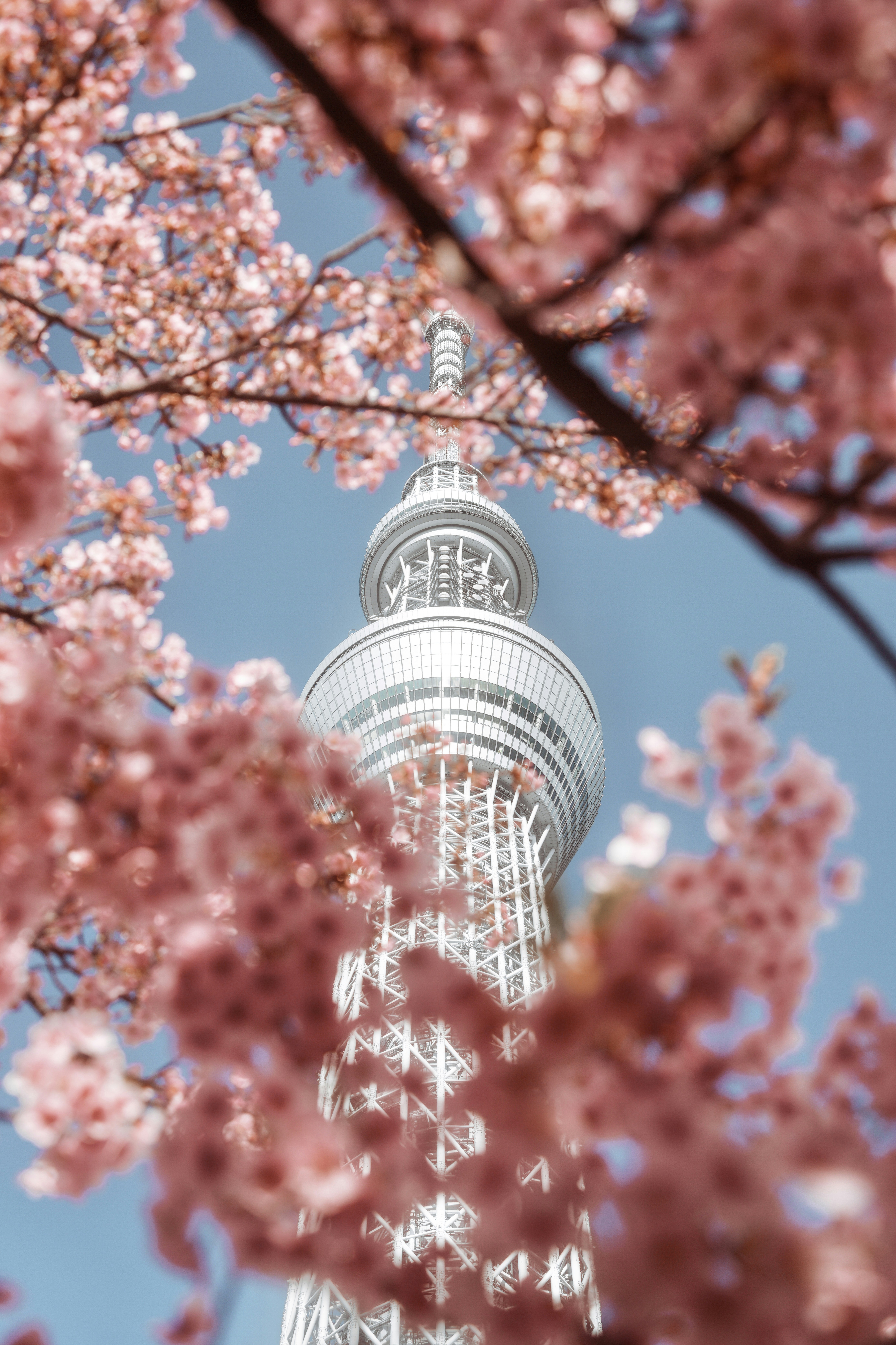 Sakura Frame: Tokyo Skytree Rising Through a Blooming Pink Canopy