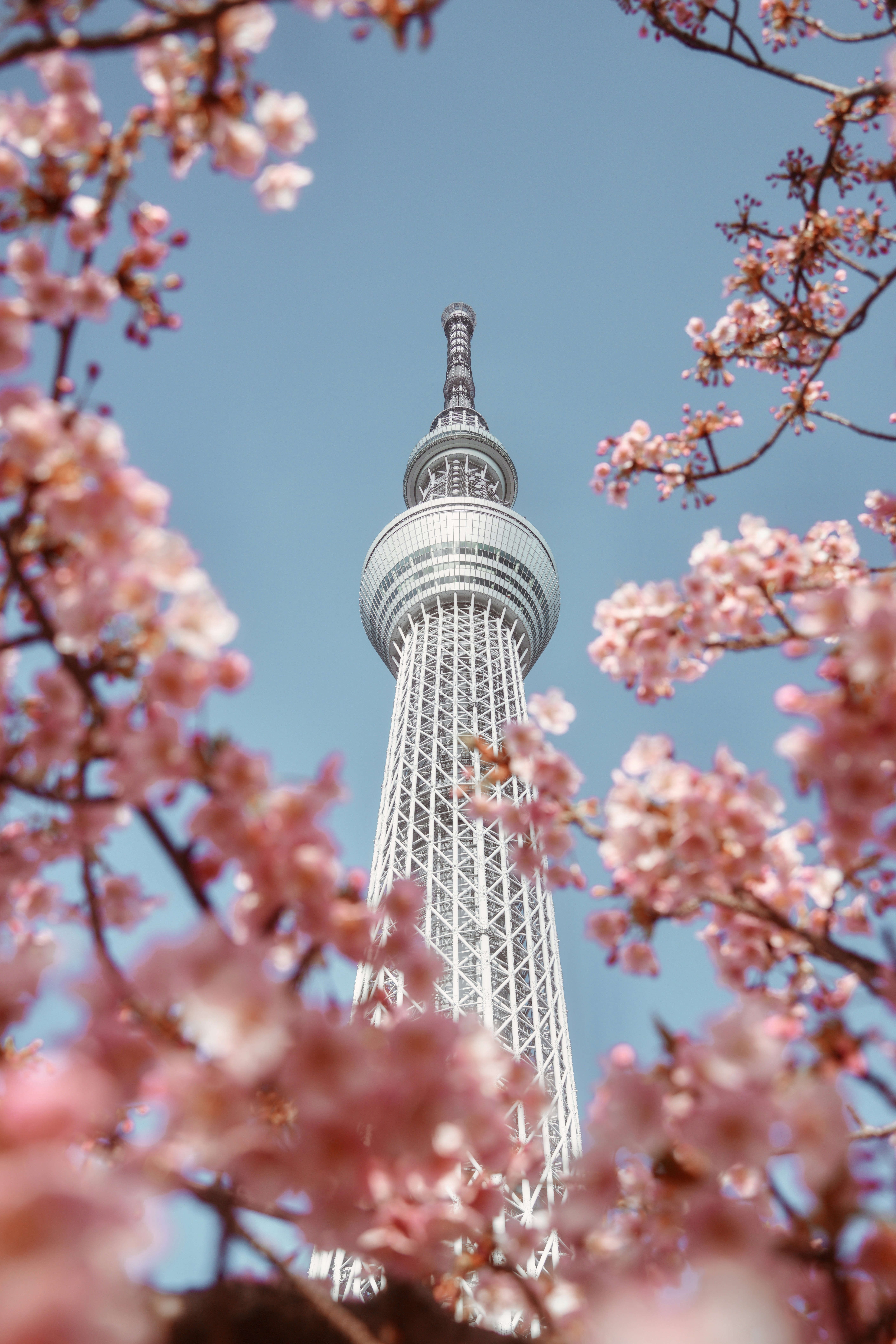 Tokyo skytree surrounded by beautiful cherry blossoms. photo – Free Wallpaper Image on Unsplash