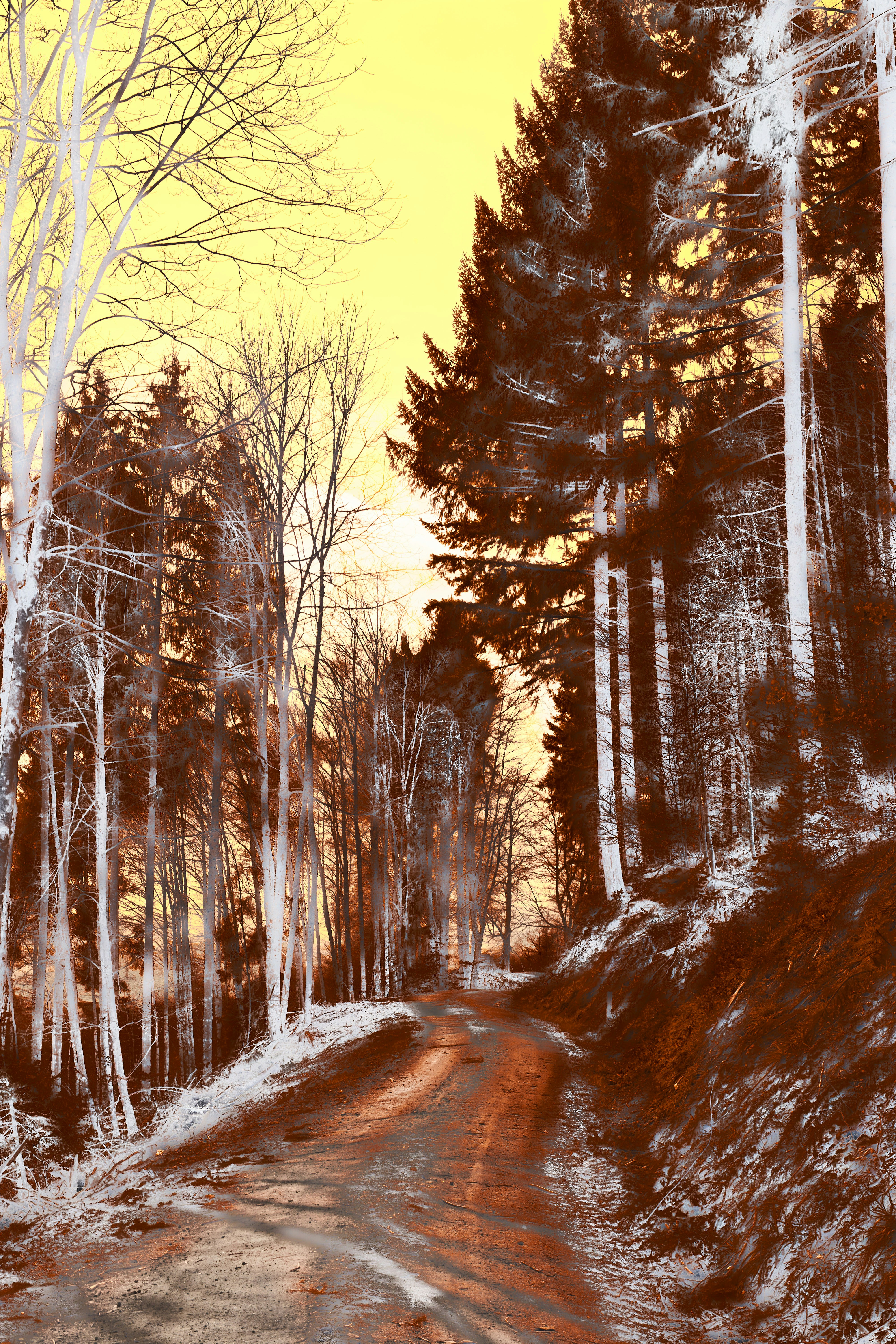 Infrared Corridor: Winter Road Through Birch and Pine
