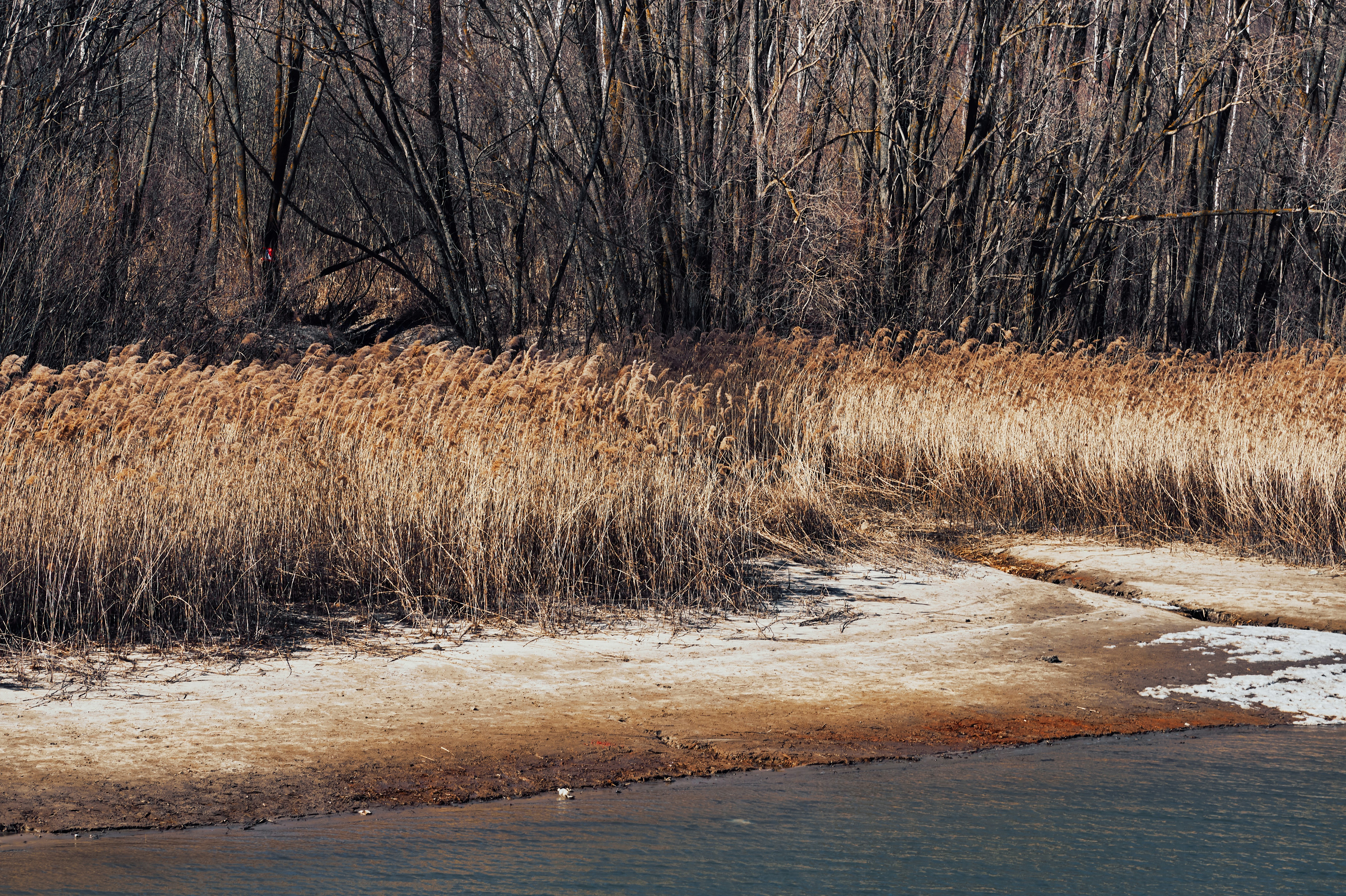 Winter's Edge: Transition of Seasons