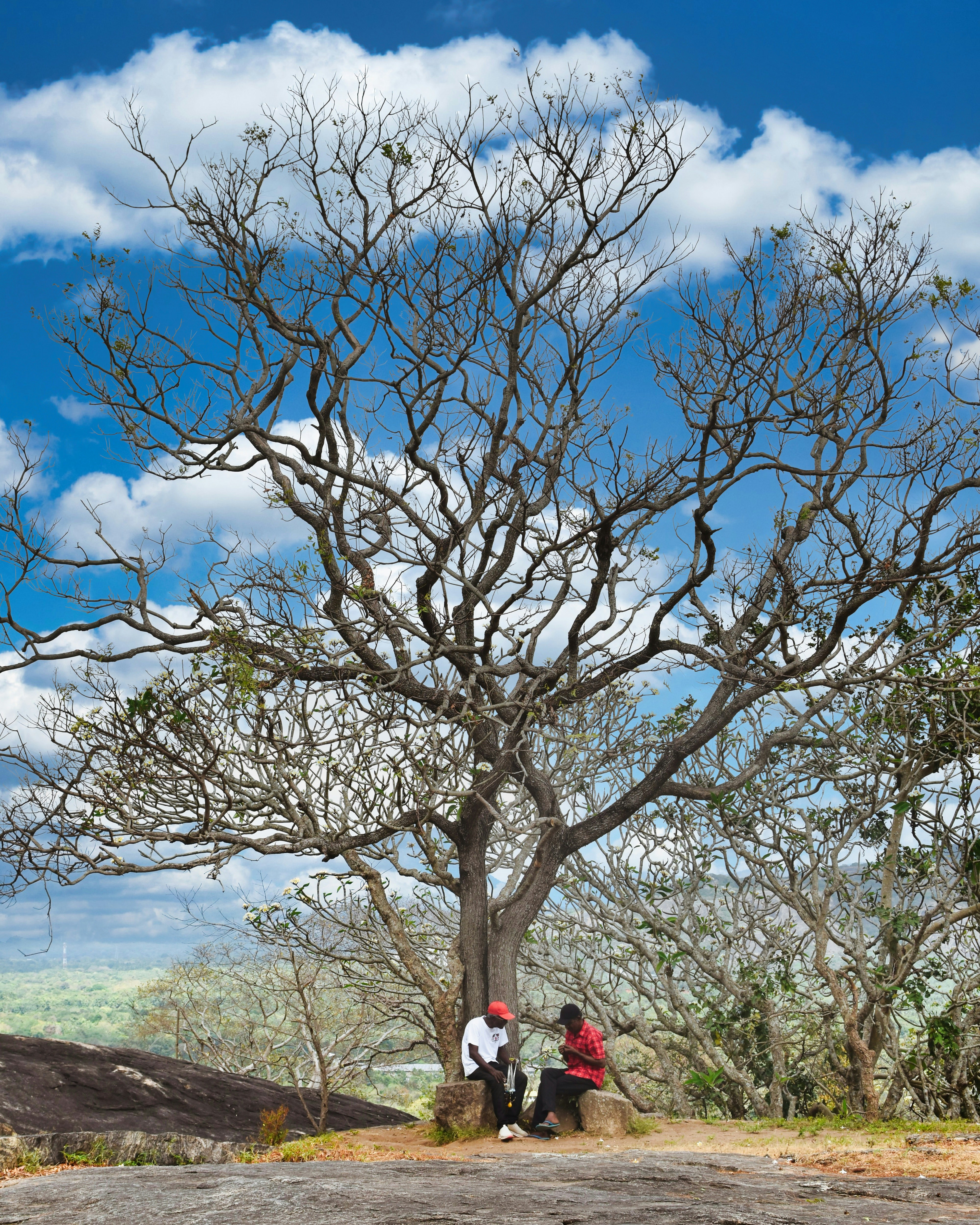 Conversation Beneath the Gnarled Arboreal Canopy
