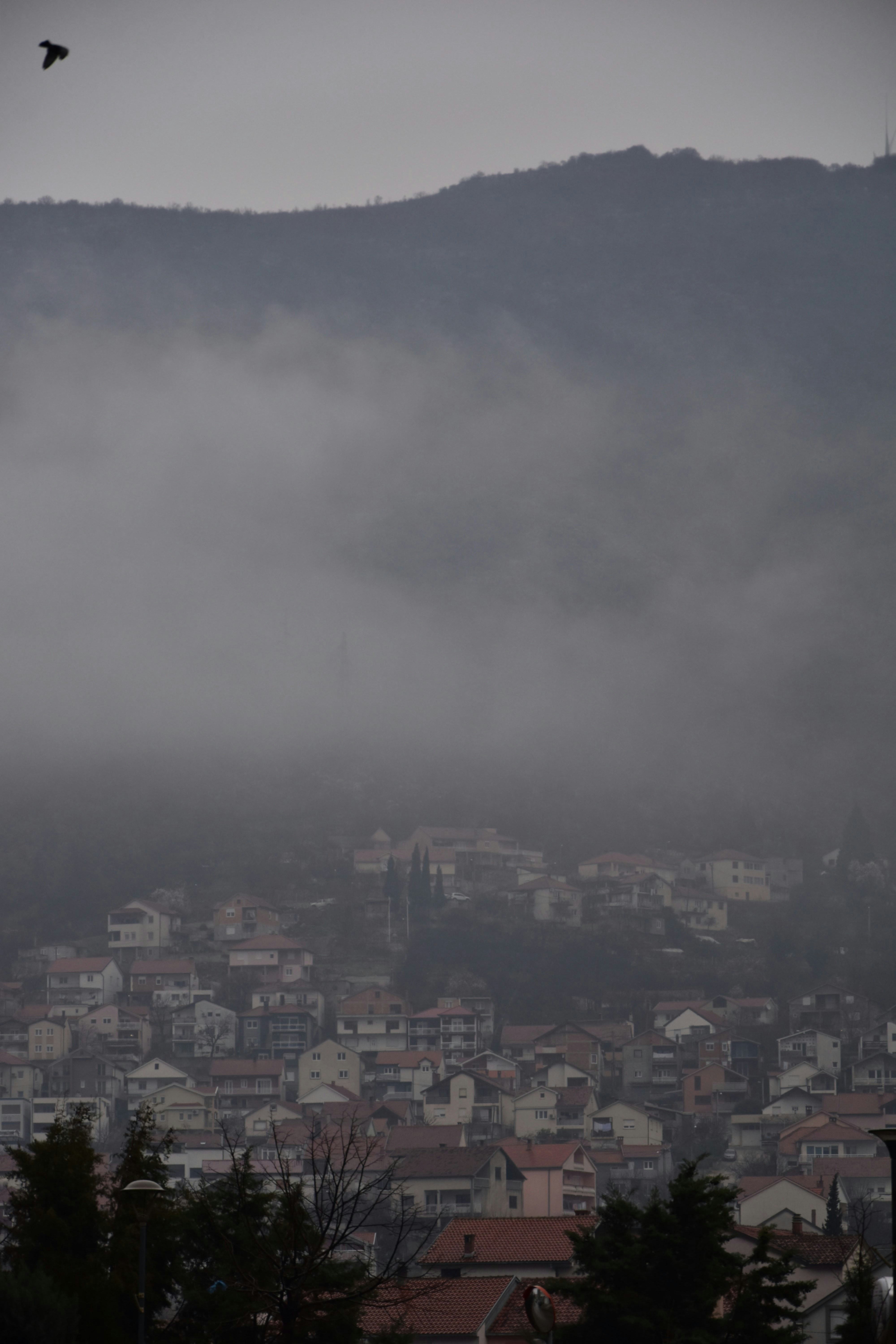 Lone Bird Over a Fog-Wrapped Town