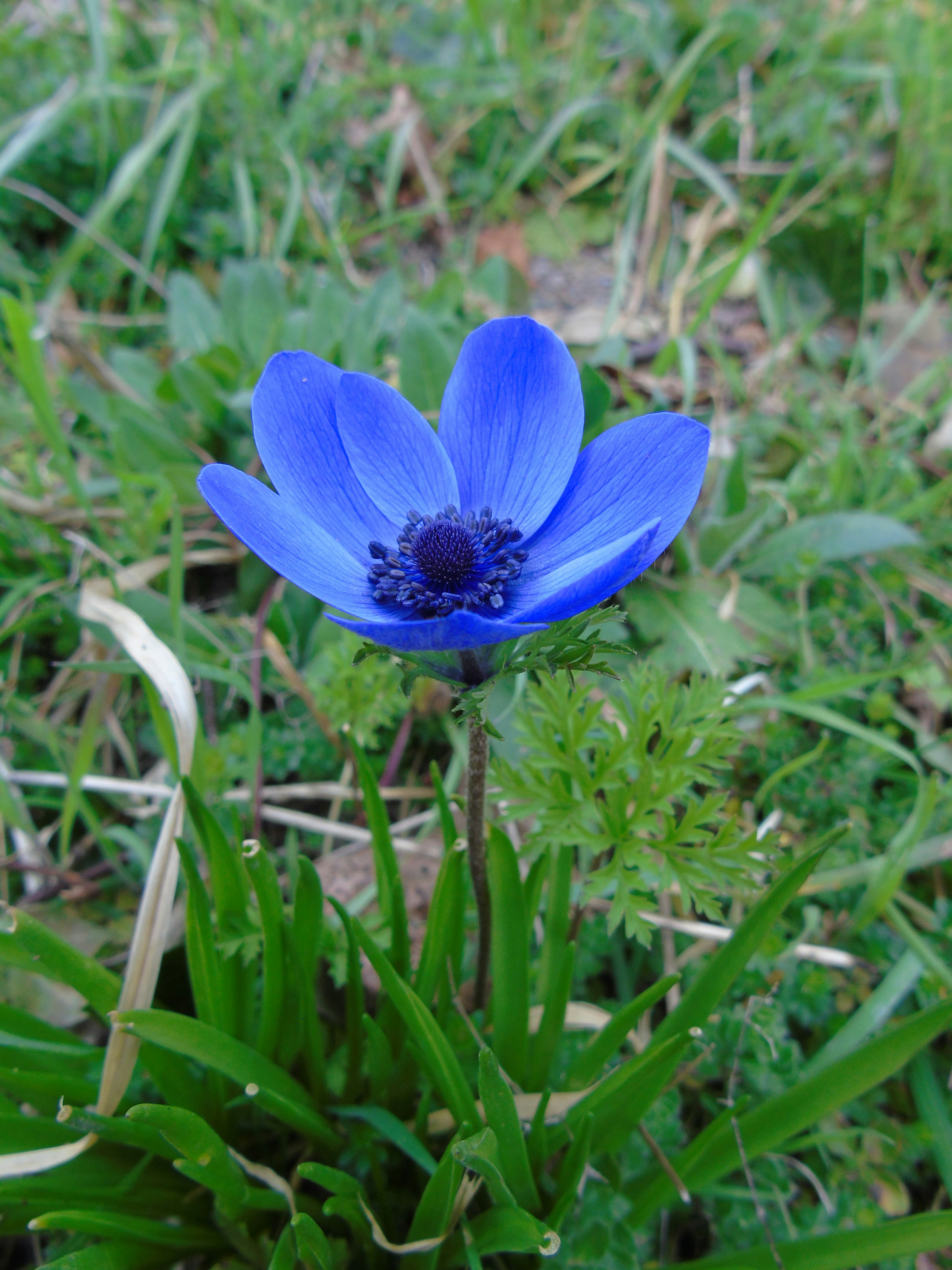 Took this at mile end cemetery park this morning