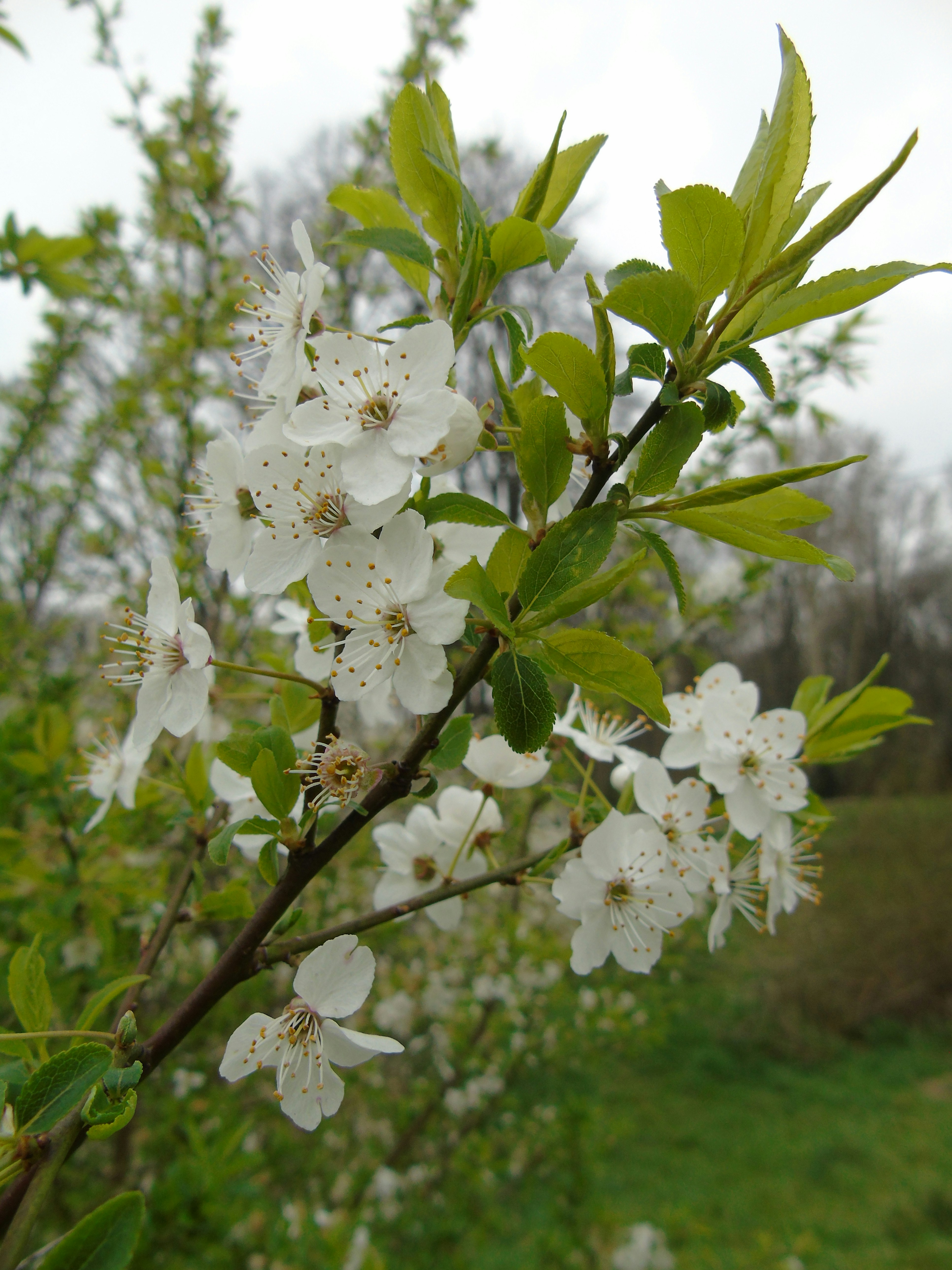 Close-up of white cherry blossoms and fresh green leaves along a slender branch in a garden.
