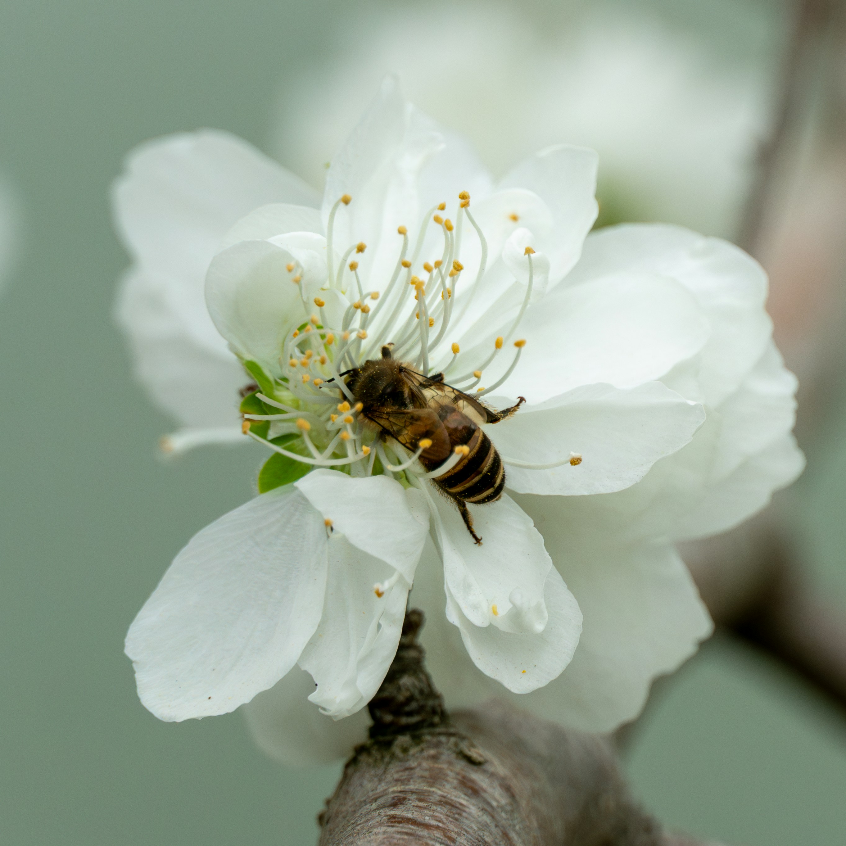 Honeybee at the Heart of a Snow-White Apple Blossom