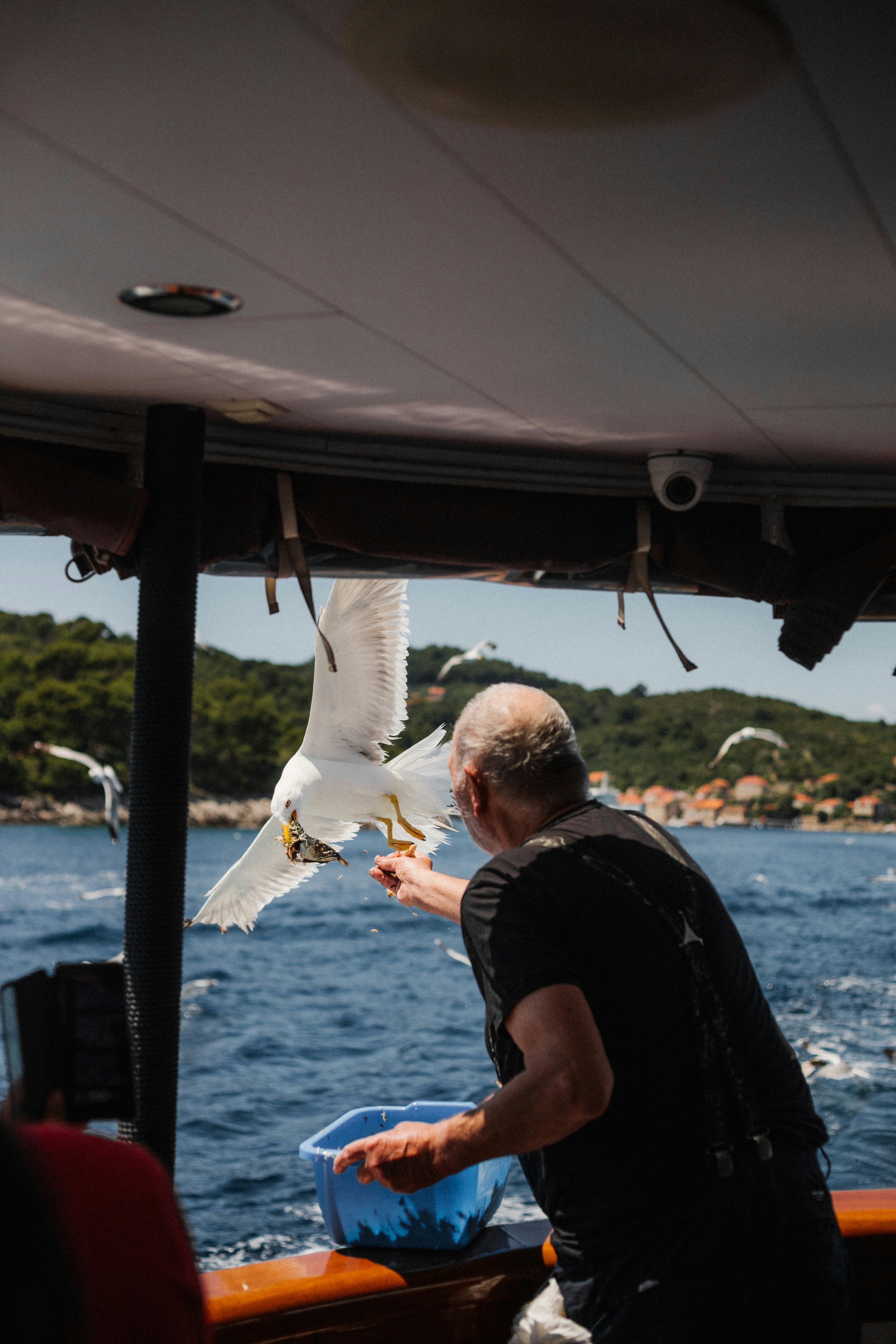 Person feeding seagull mid flight.