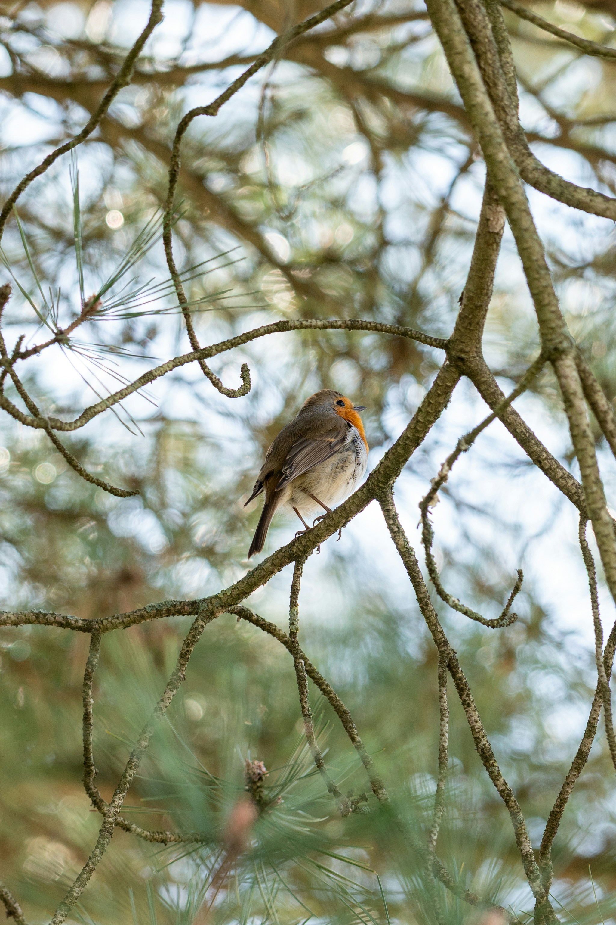 A small bird perches on a tree branch. photo – Free Animal Image on ...