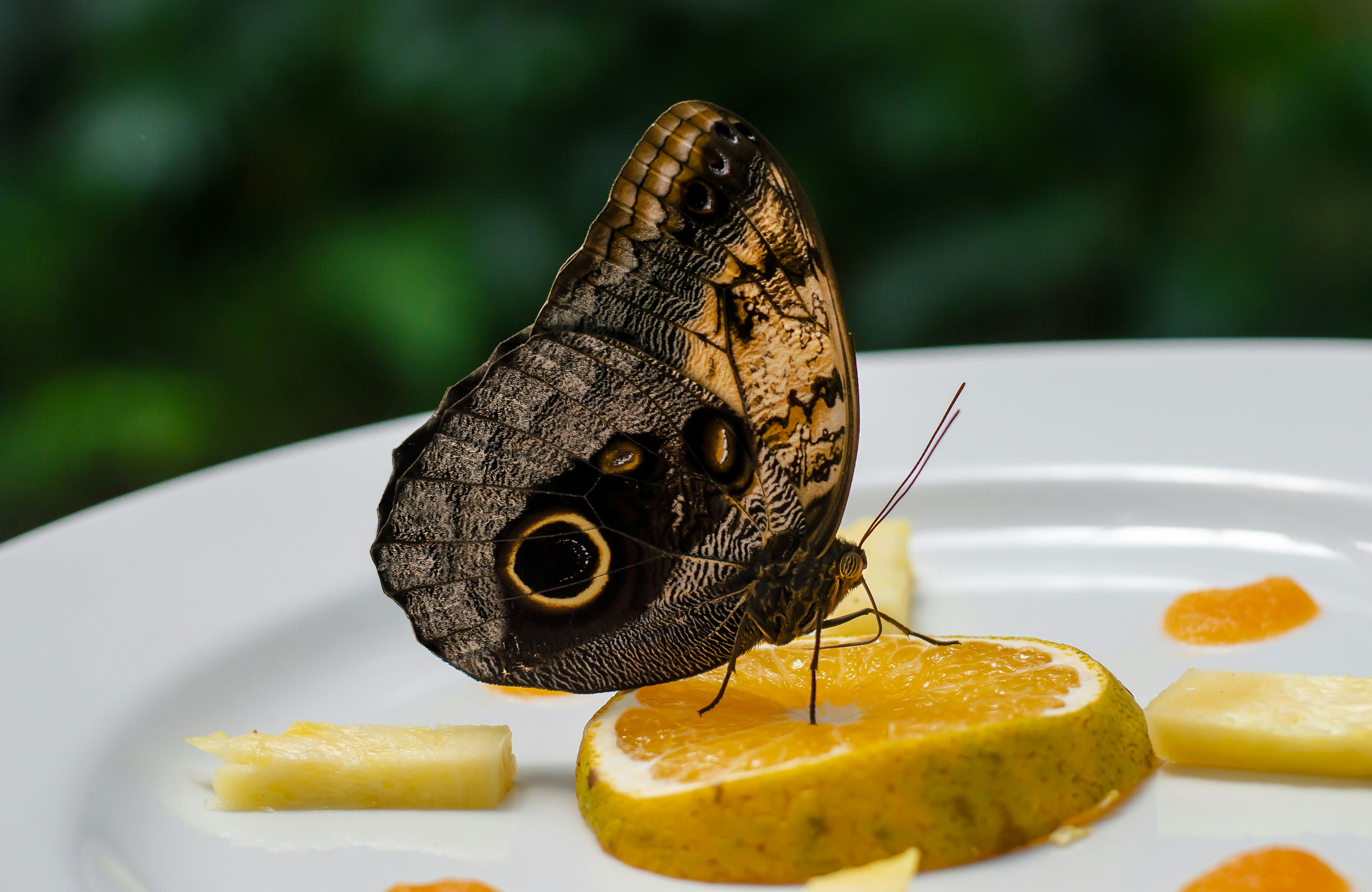 A butterfly is eating orange slices on a plate. photo – Free Food Image ...