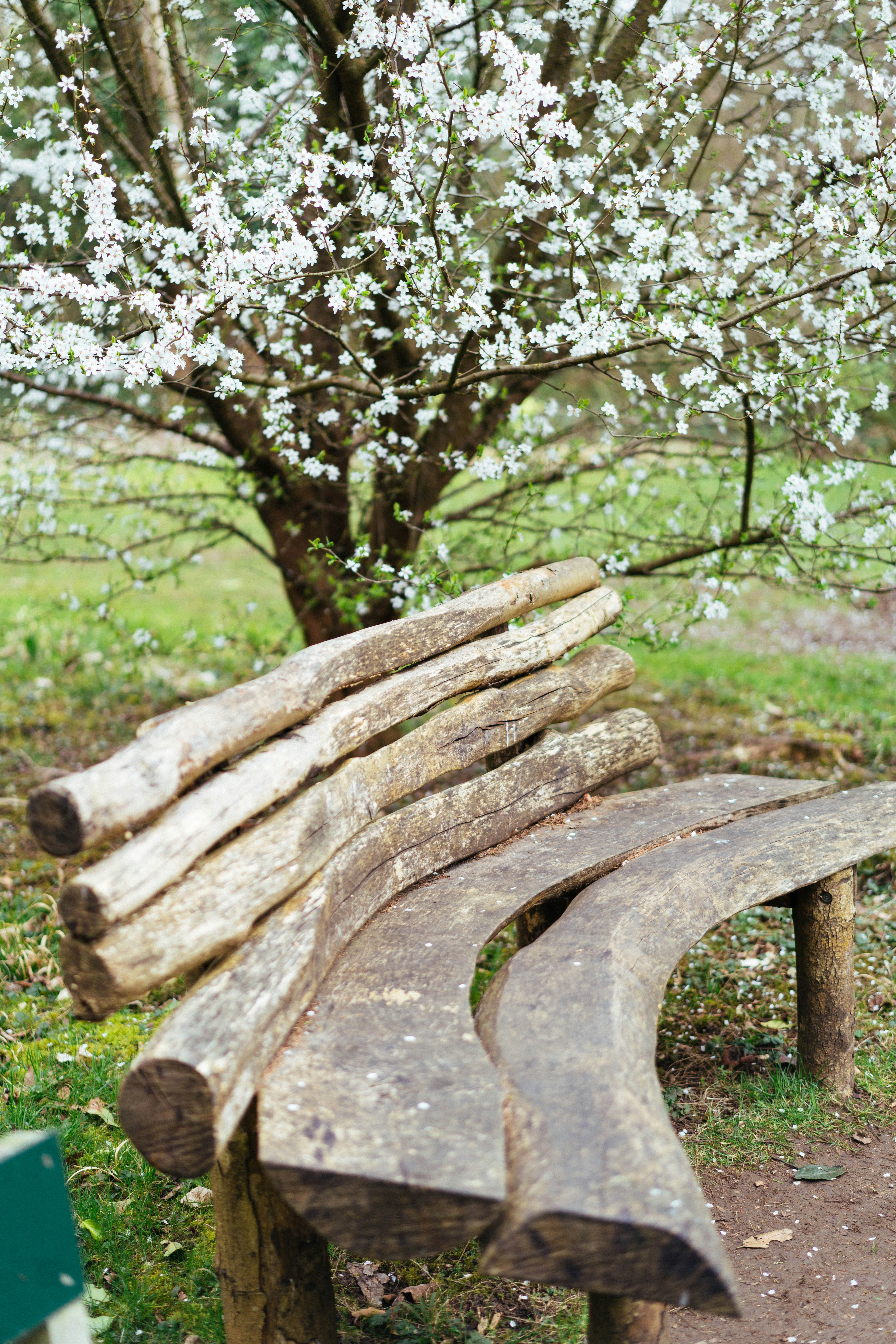 Curved Bench under a Cloud of Spring Blossoms