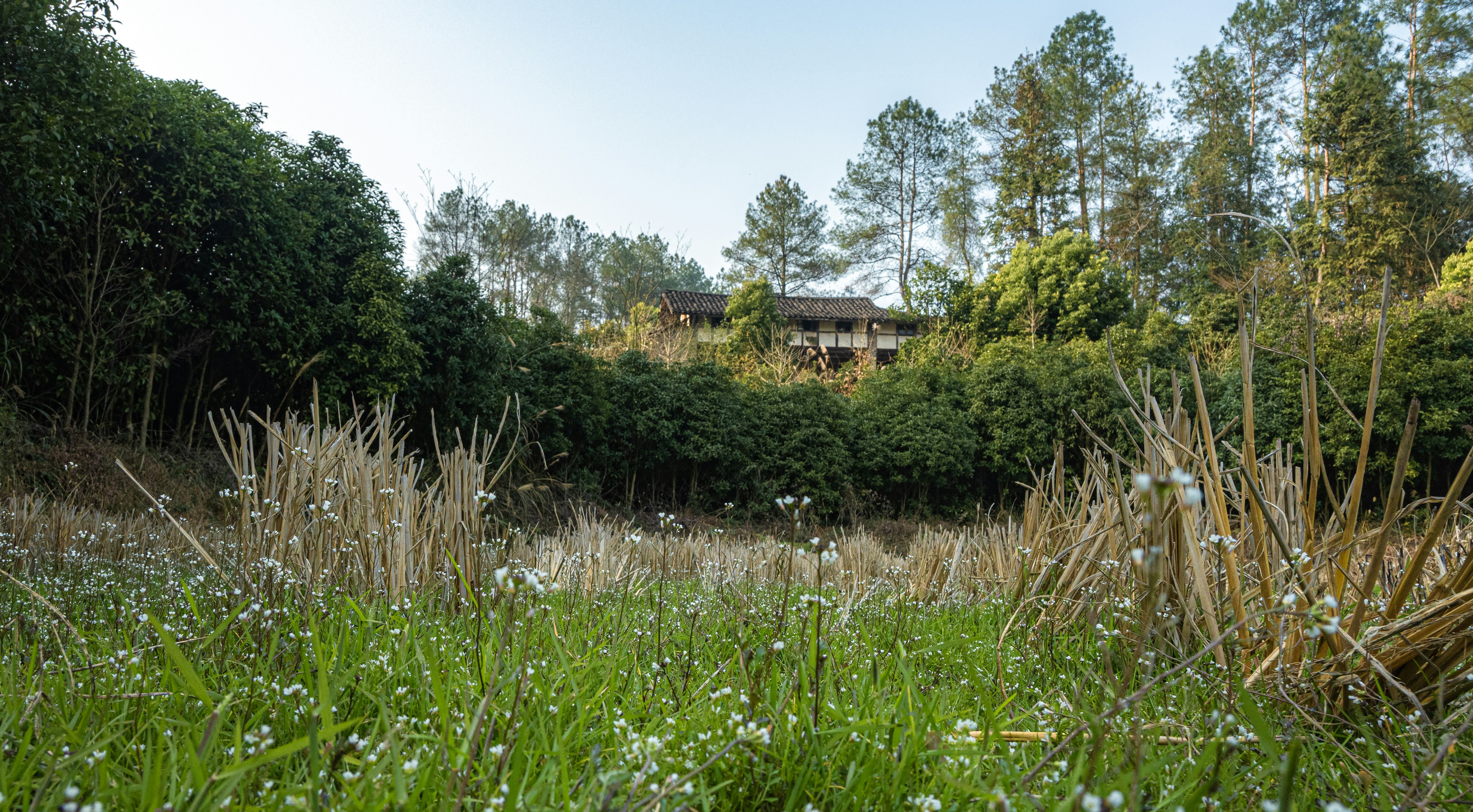 A grassy field and trees surround a building. photo – Free Forest Image ...
