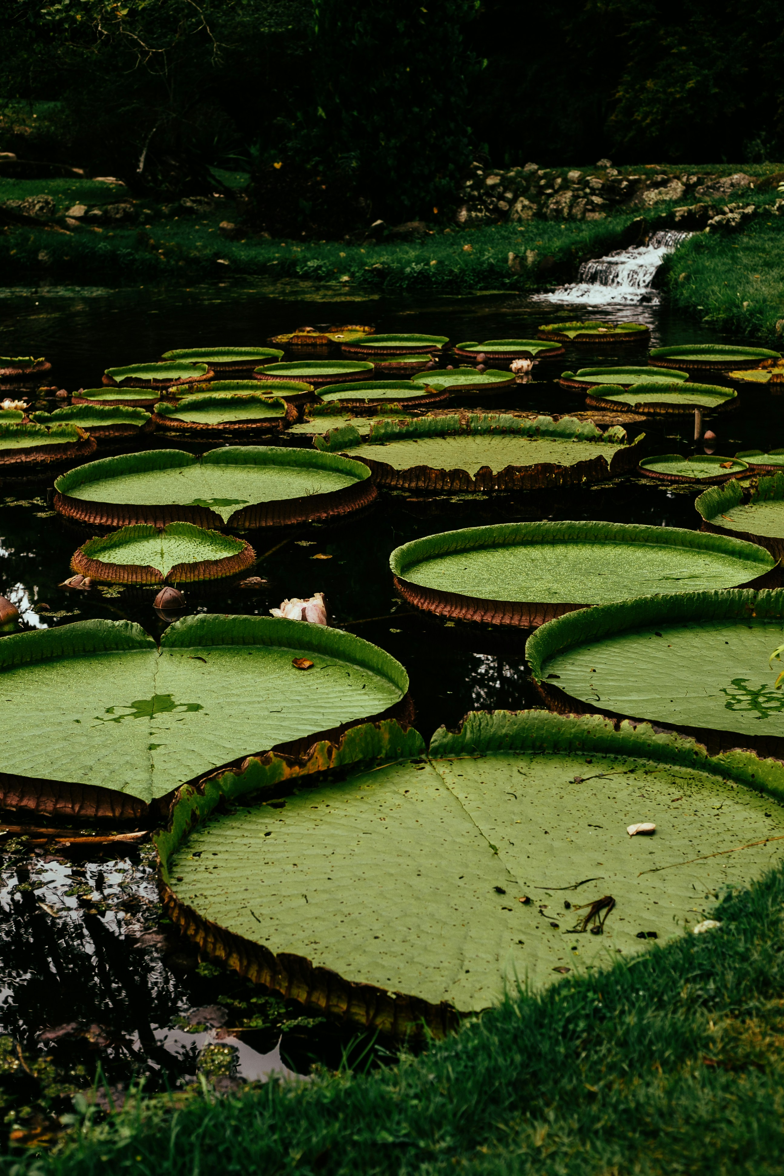 Giant Water Lilies in Tranquil Stream