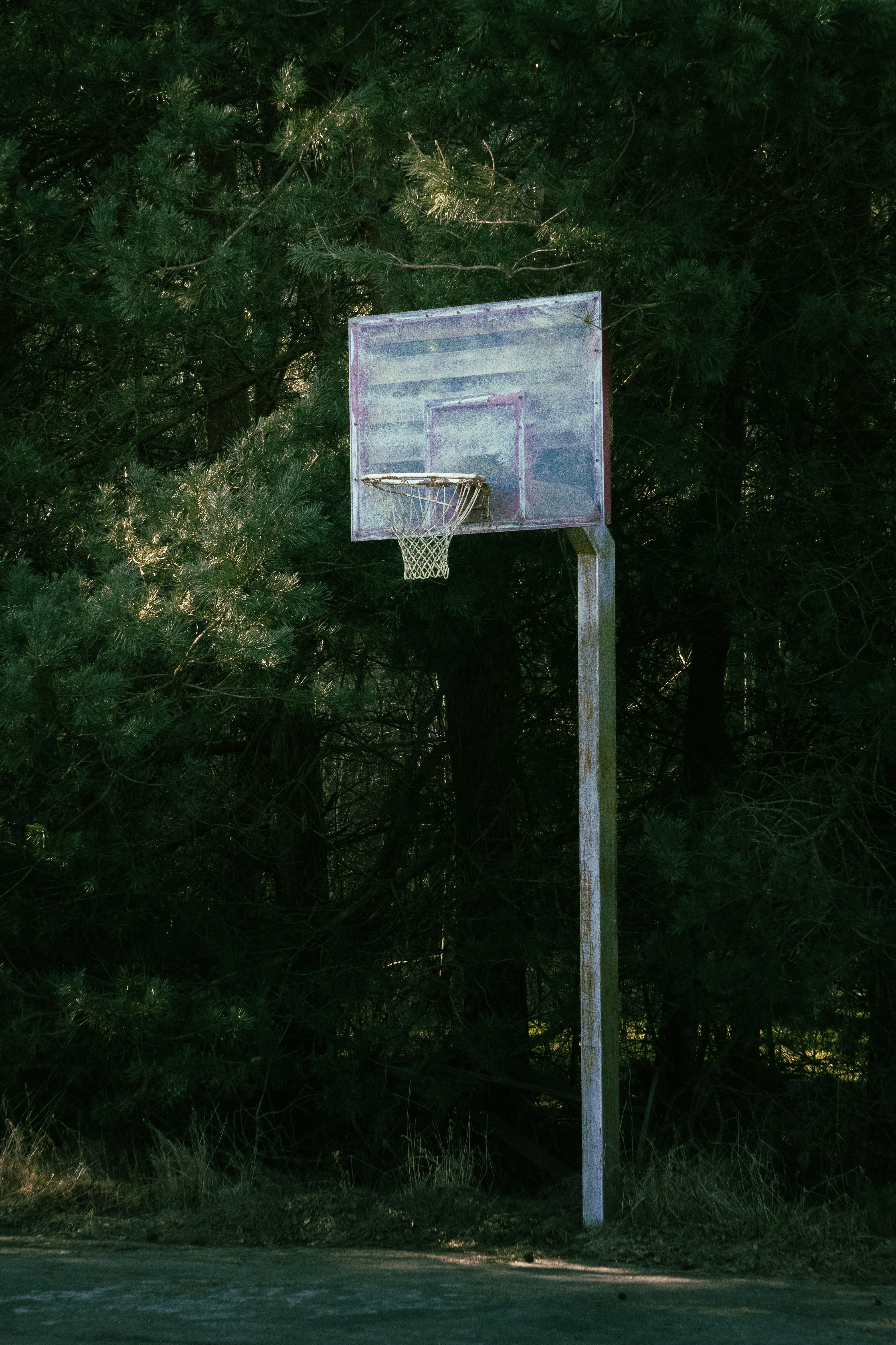 Weathered Backboard Amid a Pine Corridor