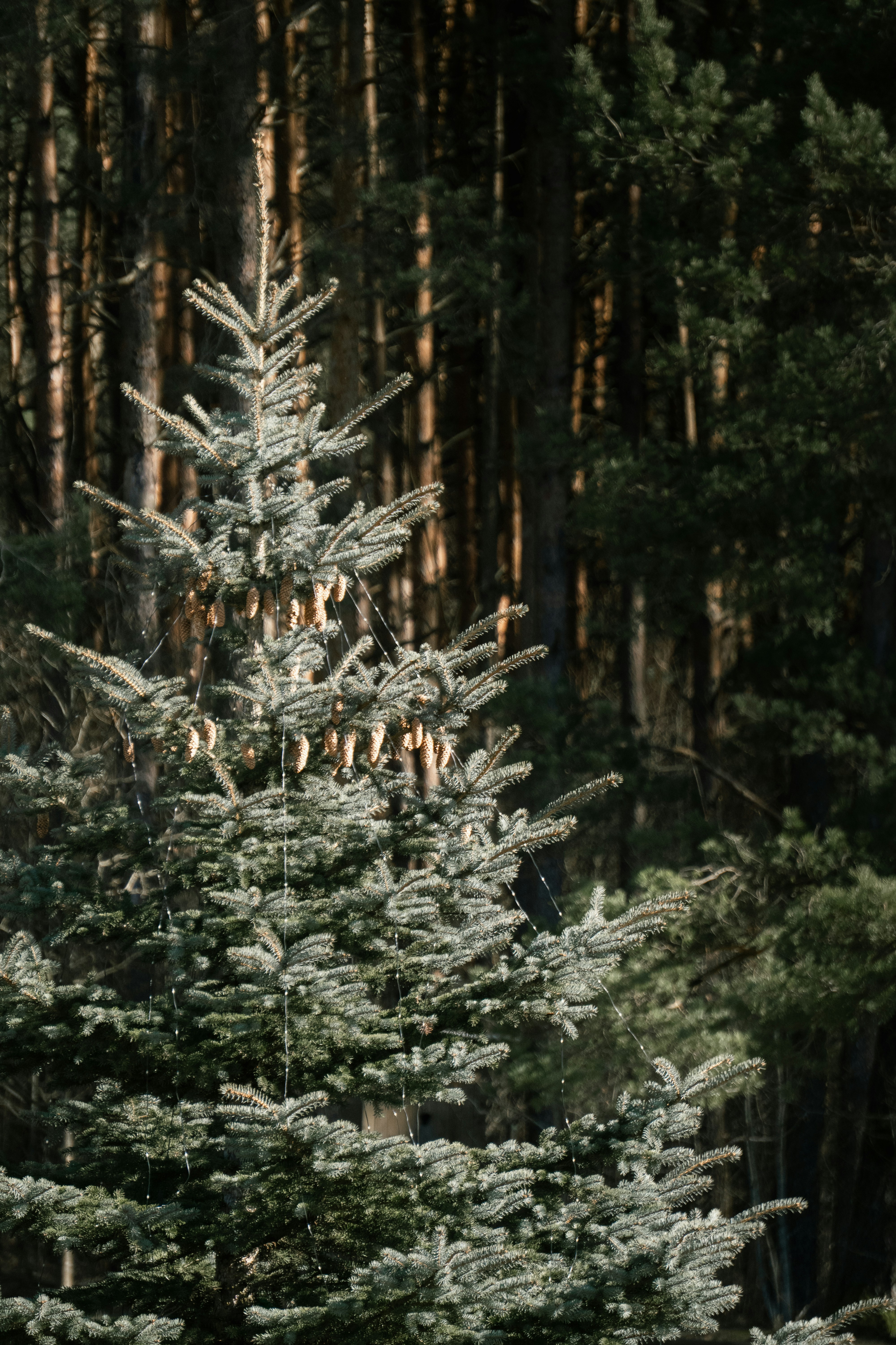 Green spruce tree with Christmas lights resembling Christmas tree with cones | A fir tree stands in a dense forest.