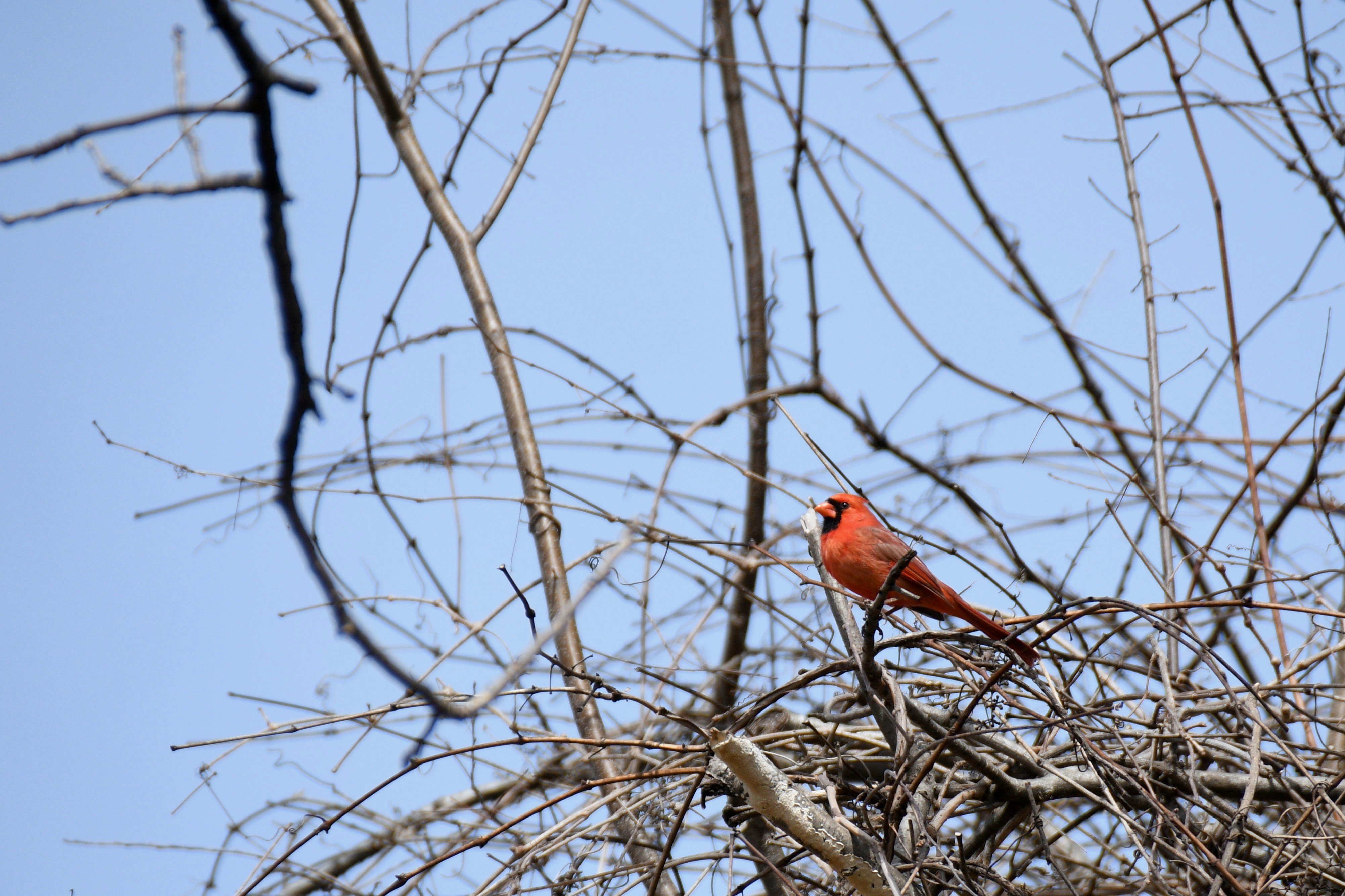 Crimson Cardinal on a Spindly Winter Perch