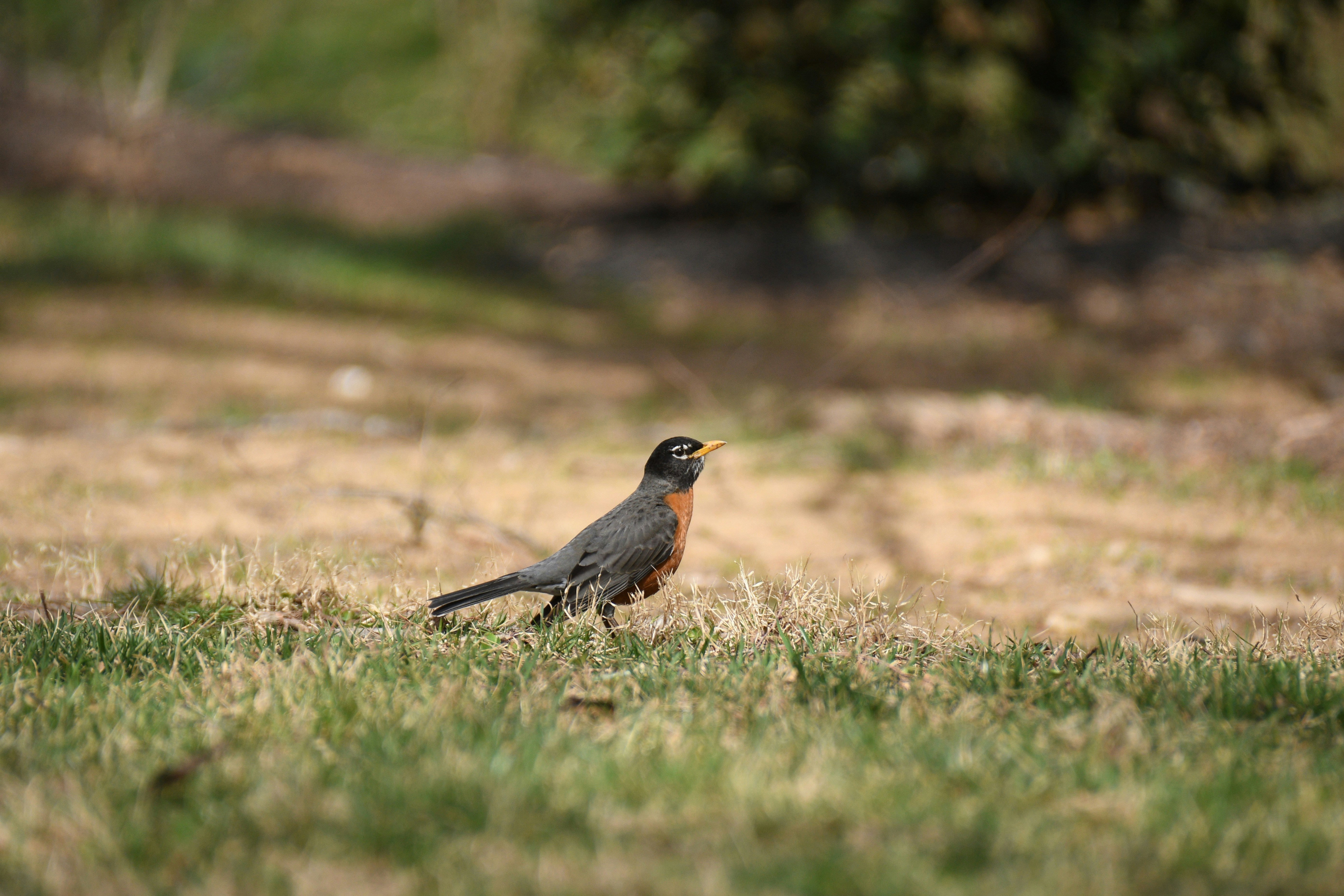 A robin stands in a grassy field. photo – Free Animal Image on Unsplash