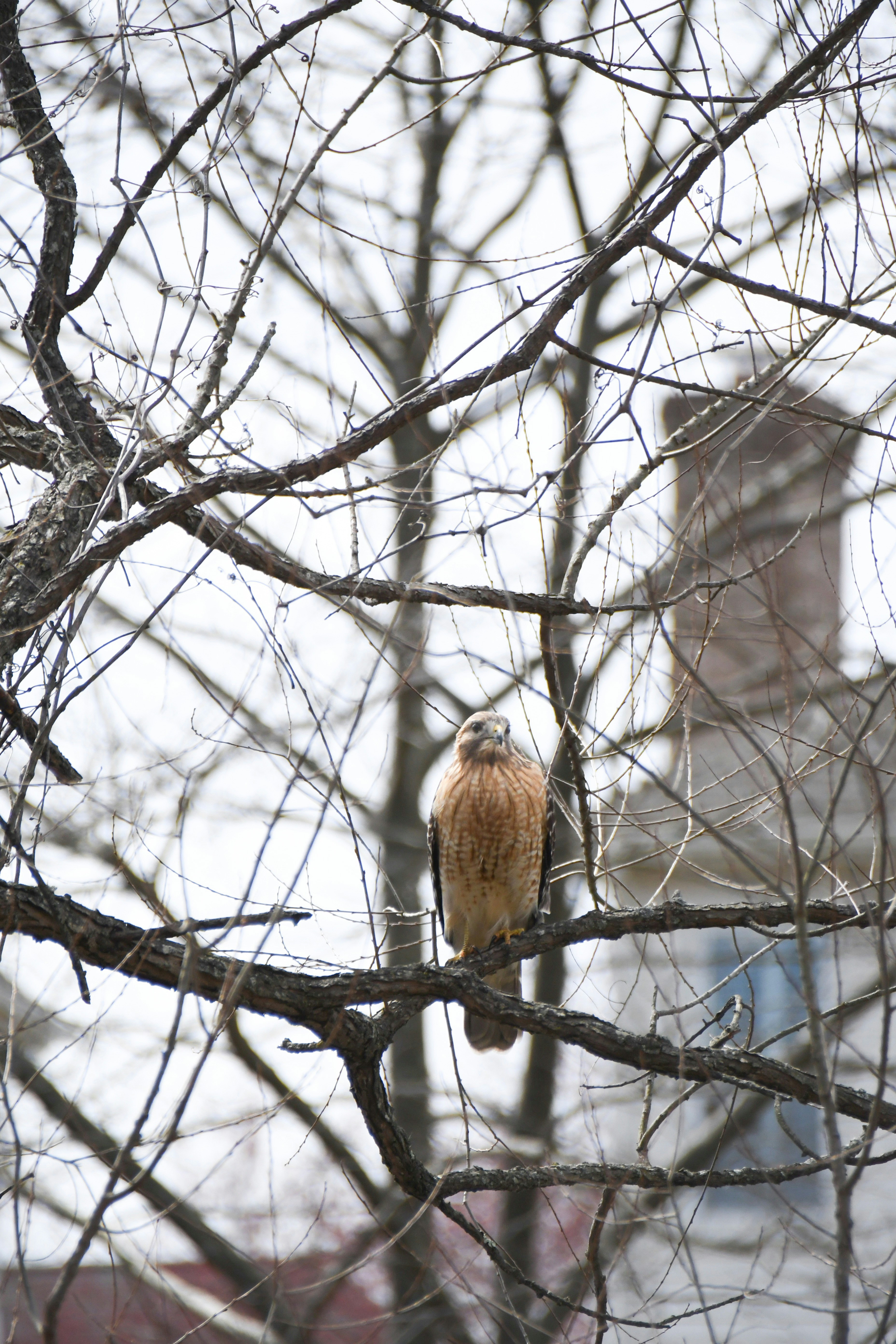 Winter Tangle: Red-tailed Hawk Perched Among Bare Branches