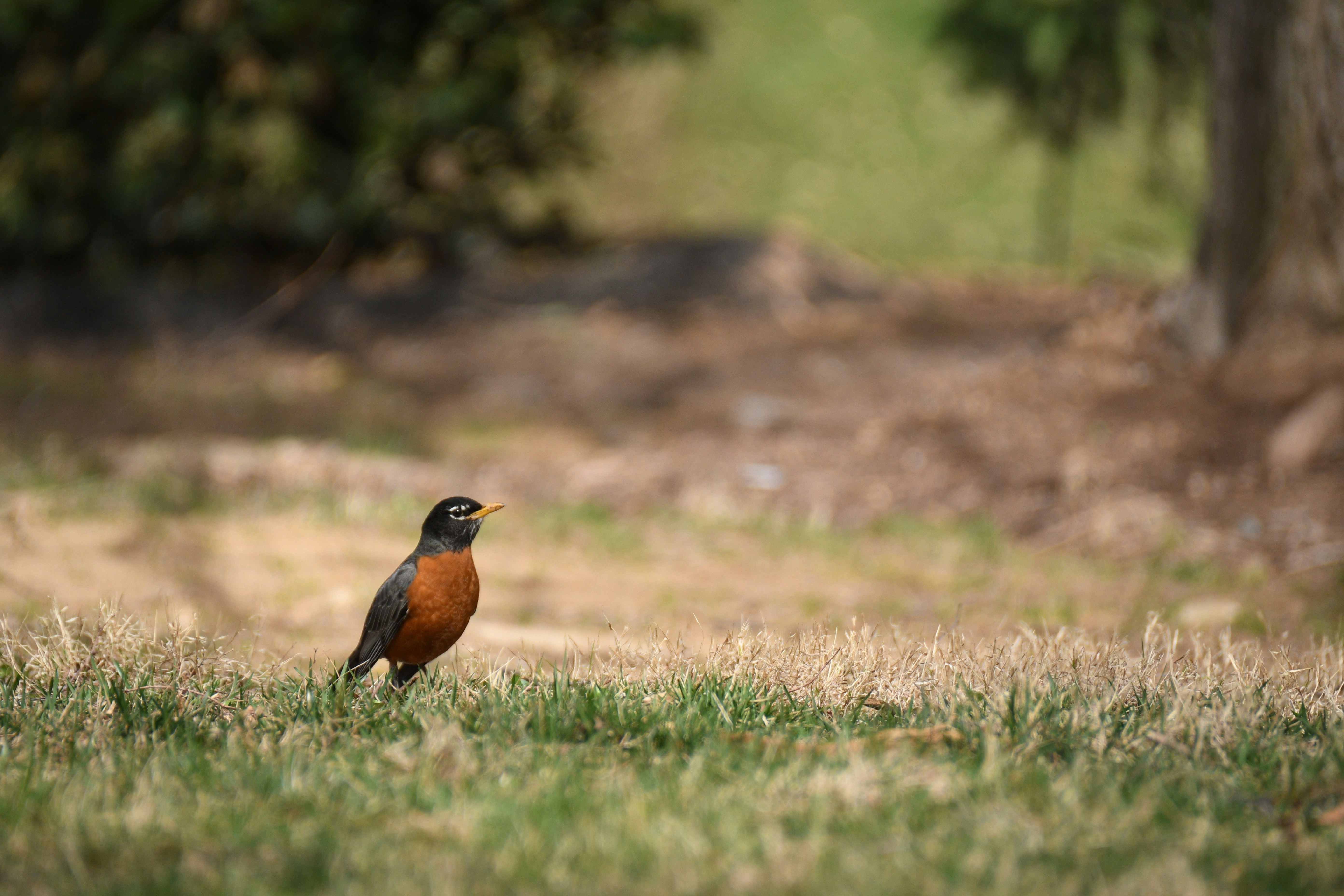 Photo by Opal Siegal with Nikon D500