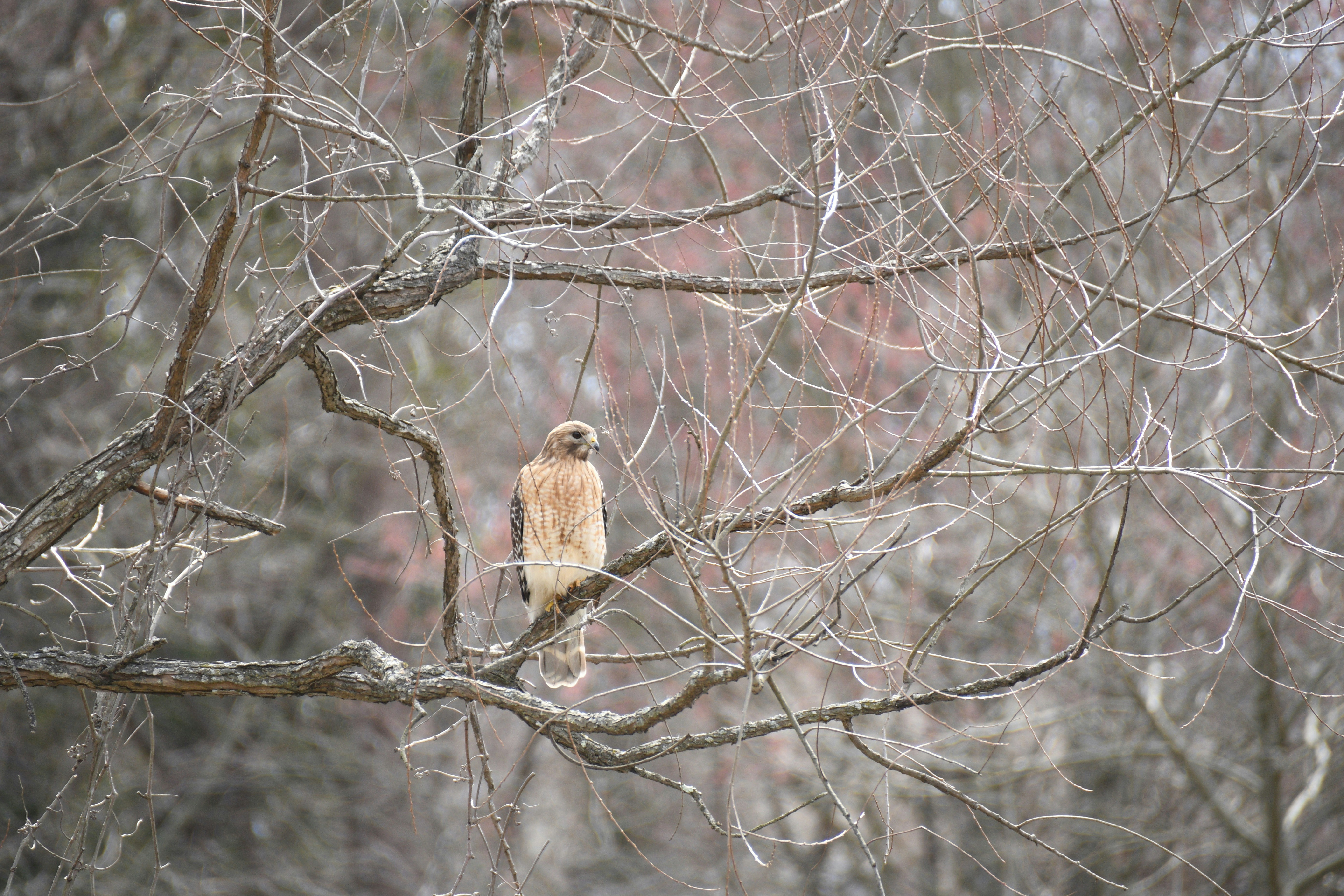 Hawk perched on bare tree branches in a wintery forest setting.