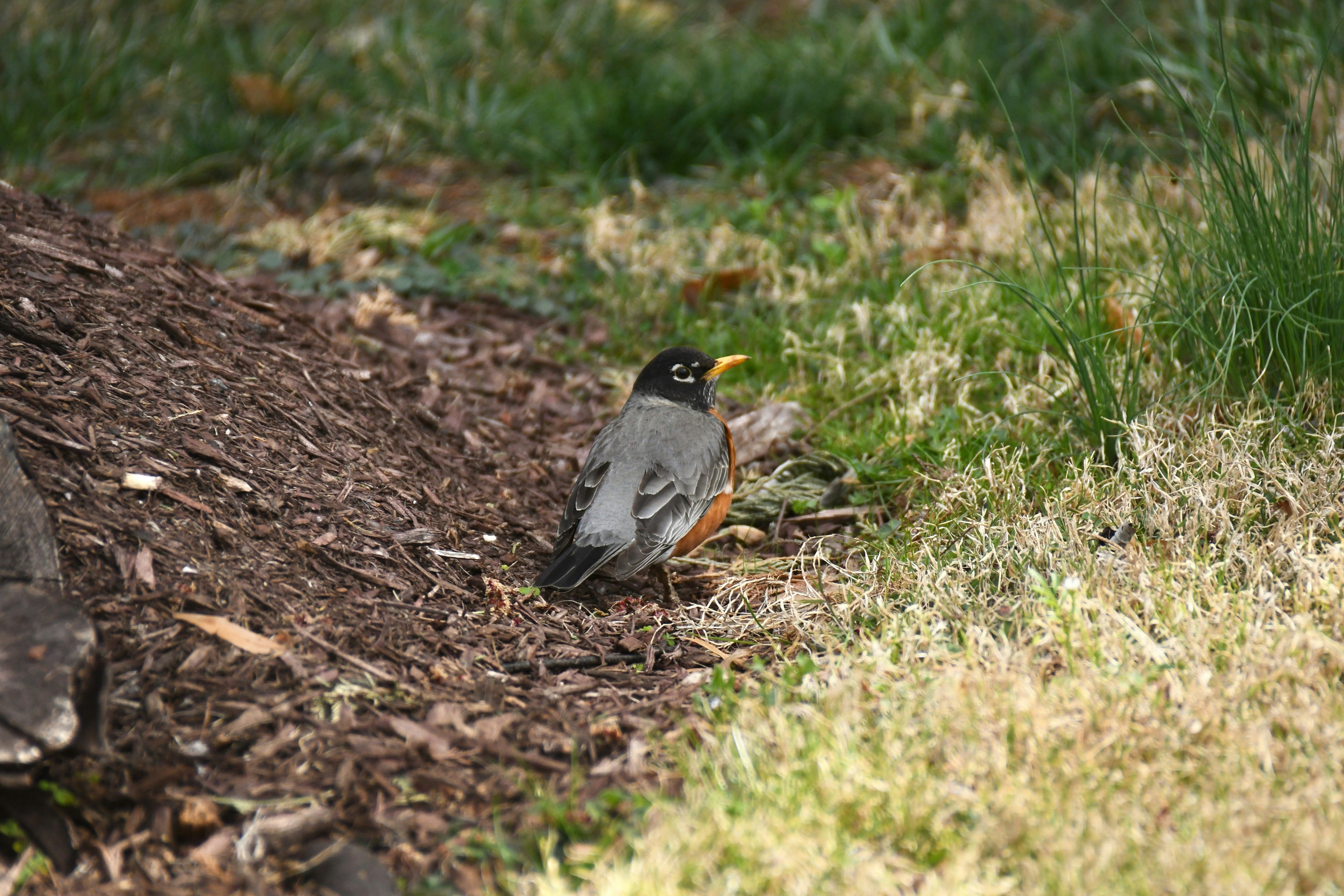 A Moment of Stillness: The American Robin at Rest