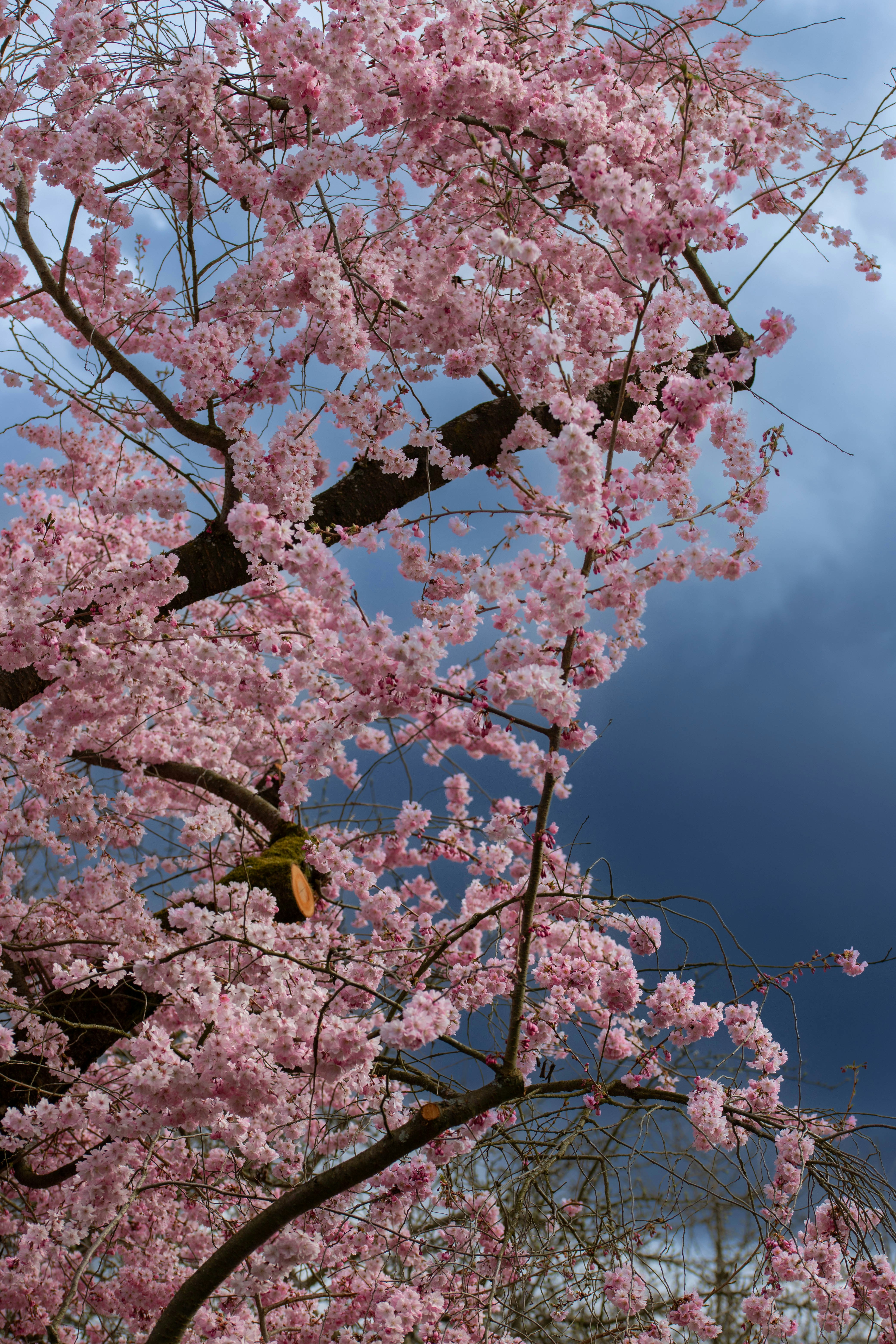 Sakura Canopy: Pink Tapestry on a Storm-Blue Canvas
