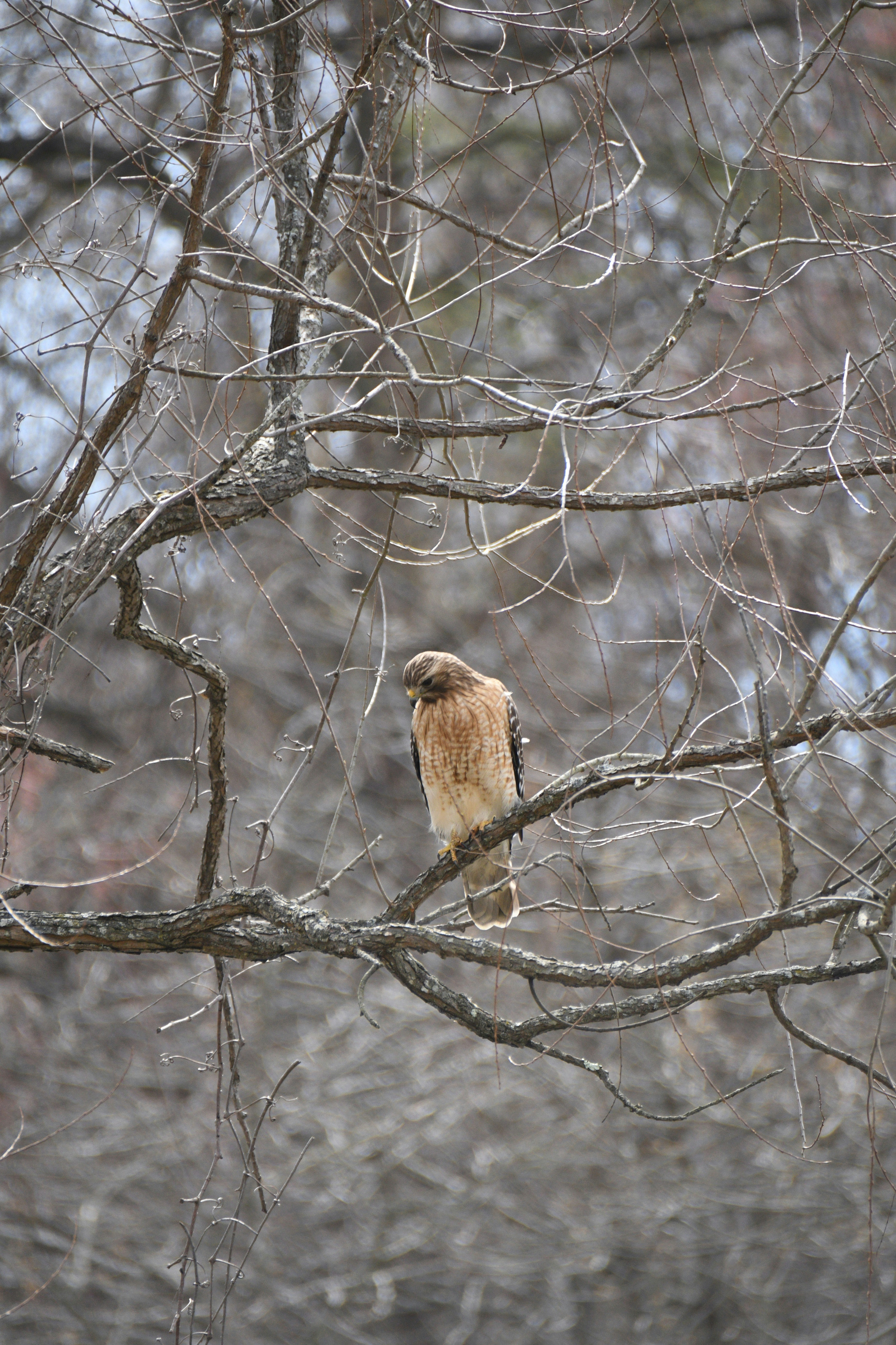 Photo by Opal Siegal with Nikon D500