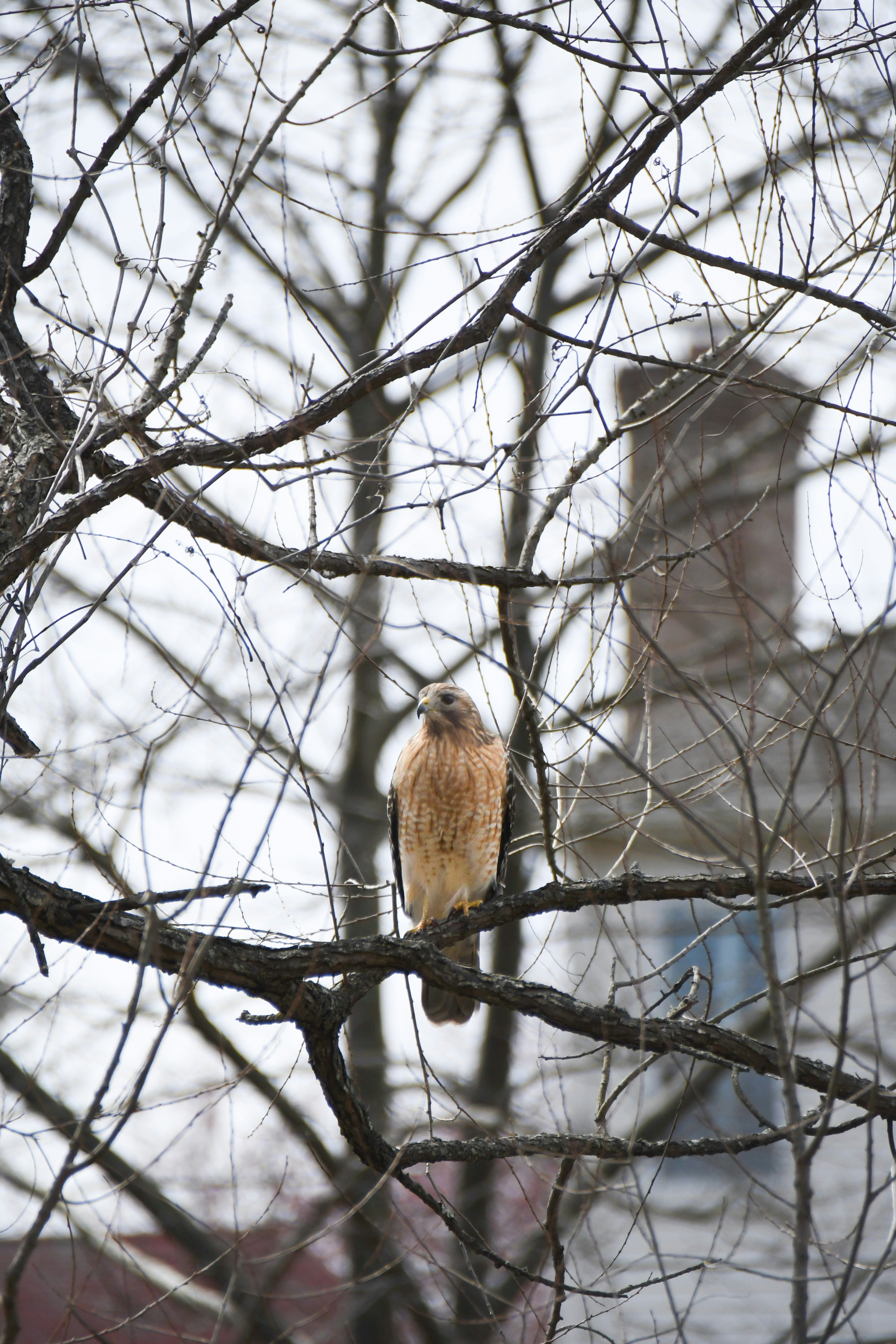 Urban Sentinel: Red-tailed Hawk Perched Among Frosted Branches