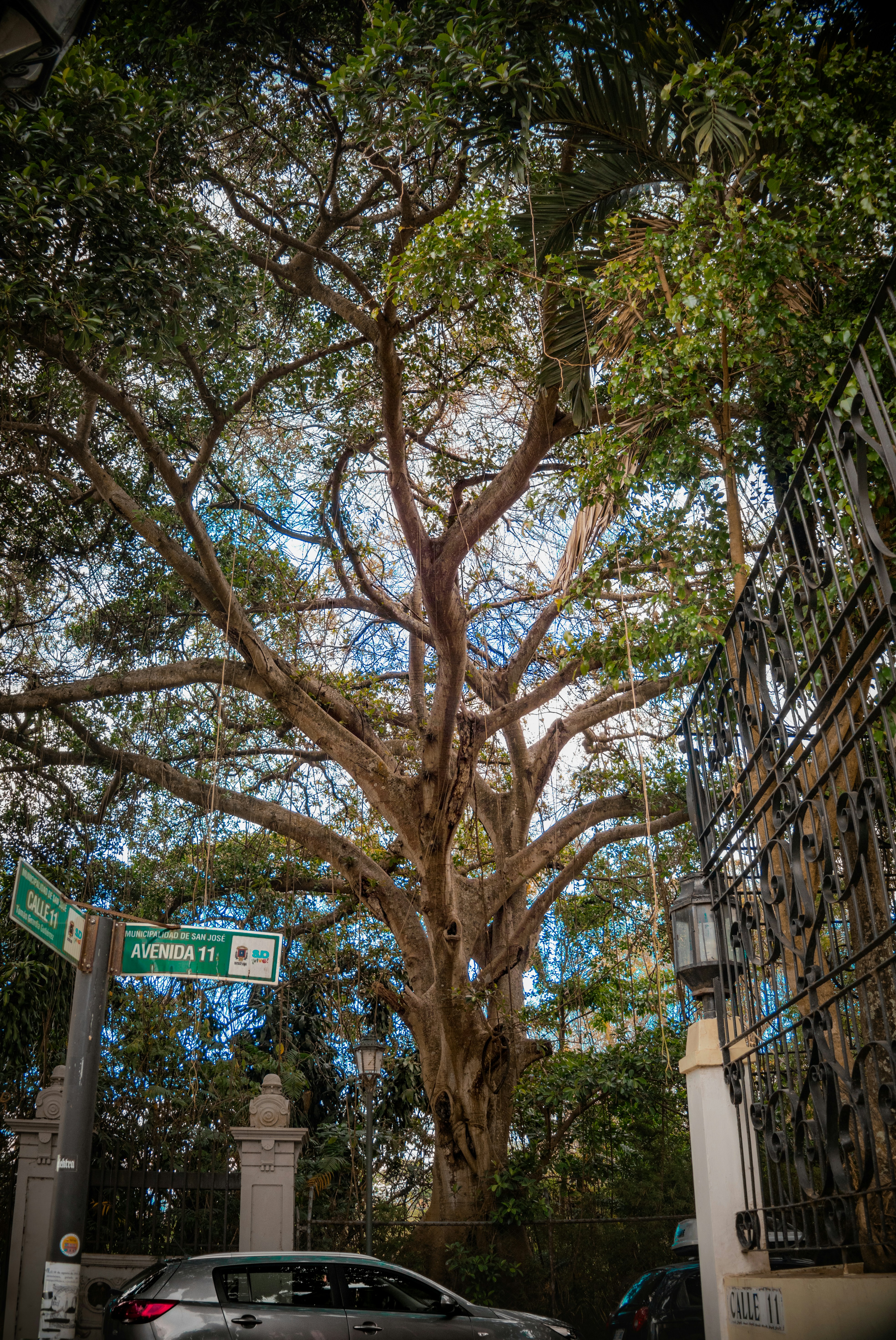 Branching Over the City: A Colossal Tree Framing a Quiet Corner