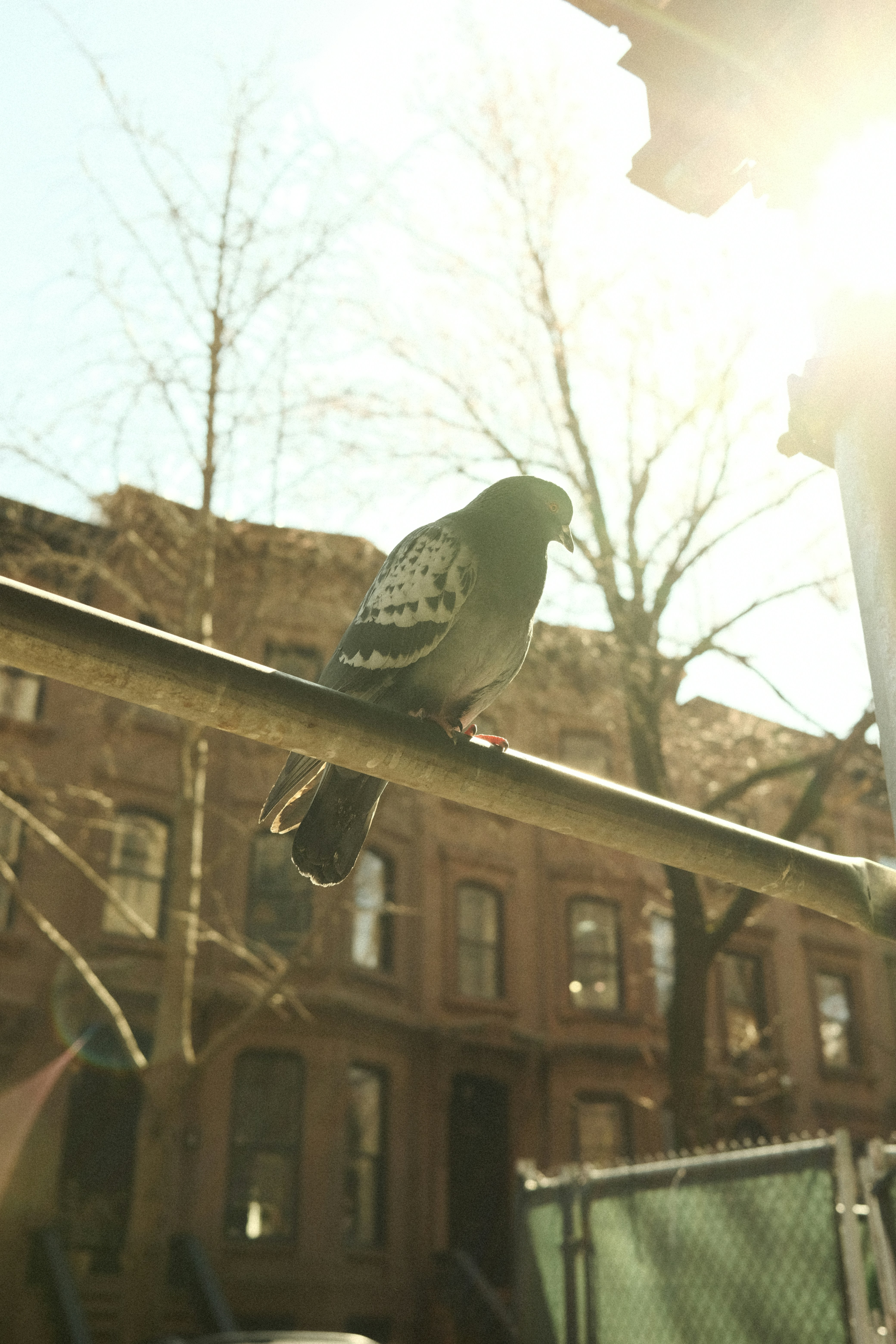 Pigeon at the Sunlit Rail: An Urban Moment in Winter Light