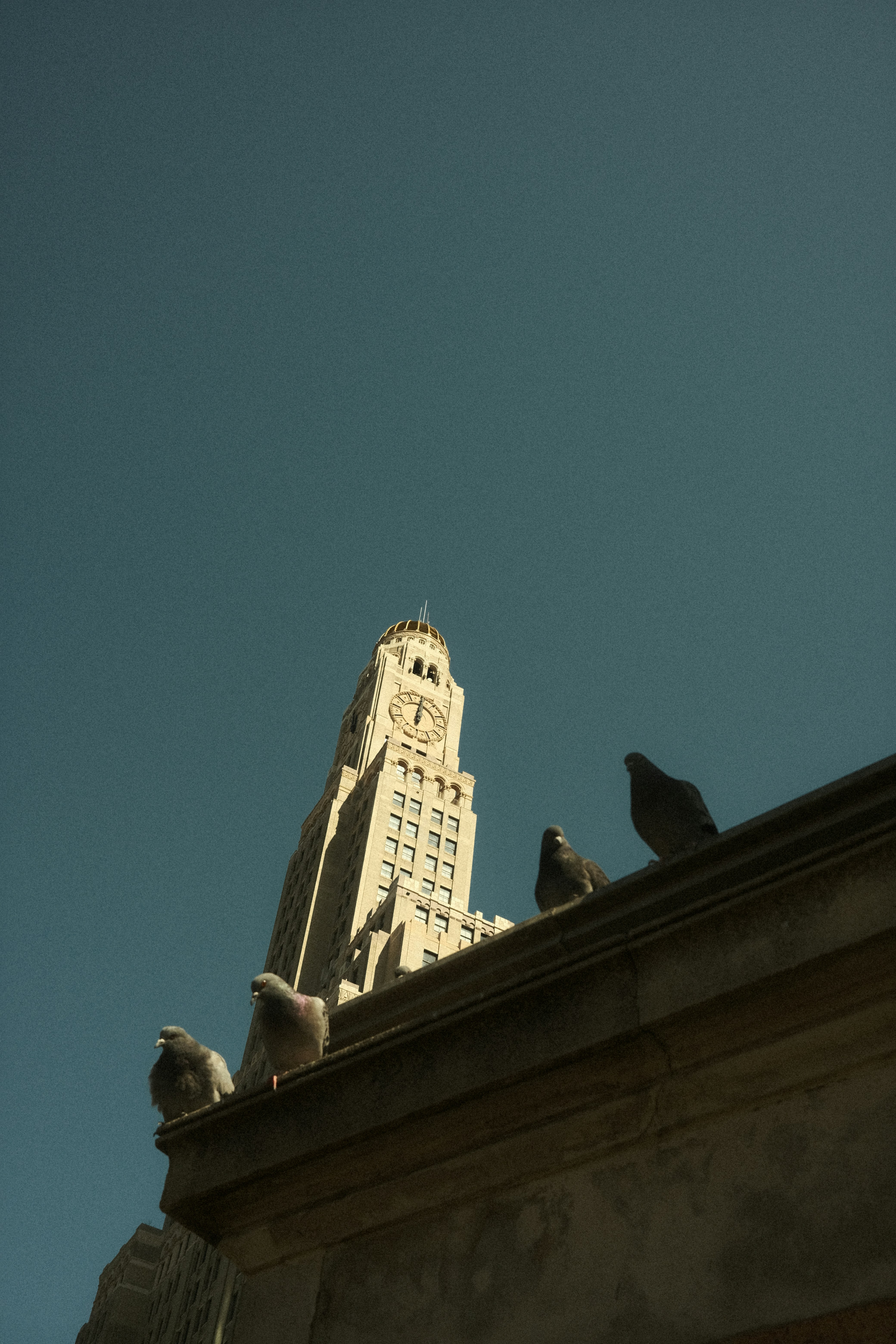 Pigeons rest on a ledge with a clock tower. photo – Free Street ...